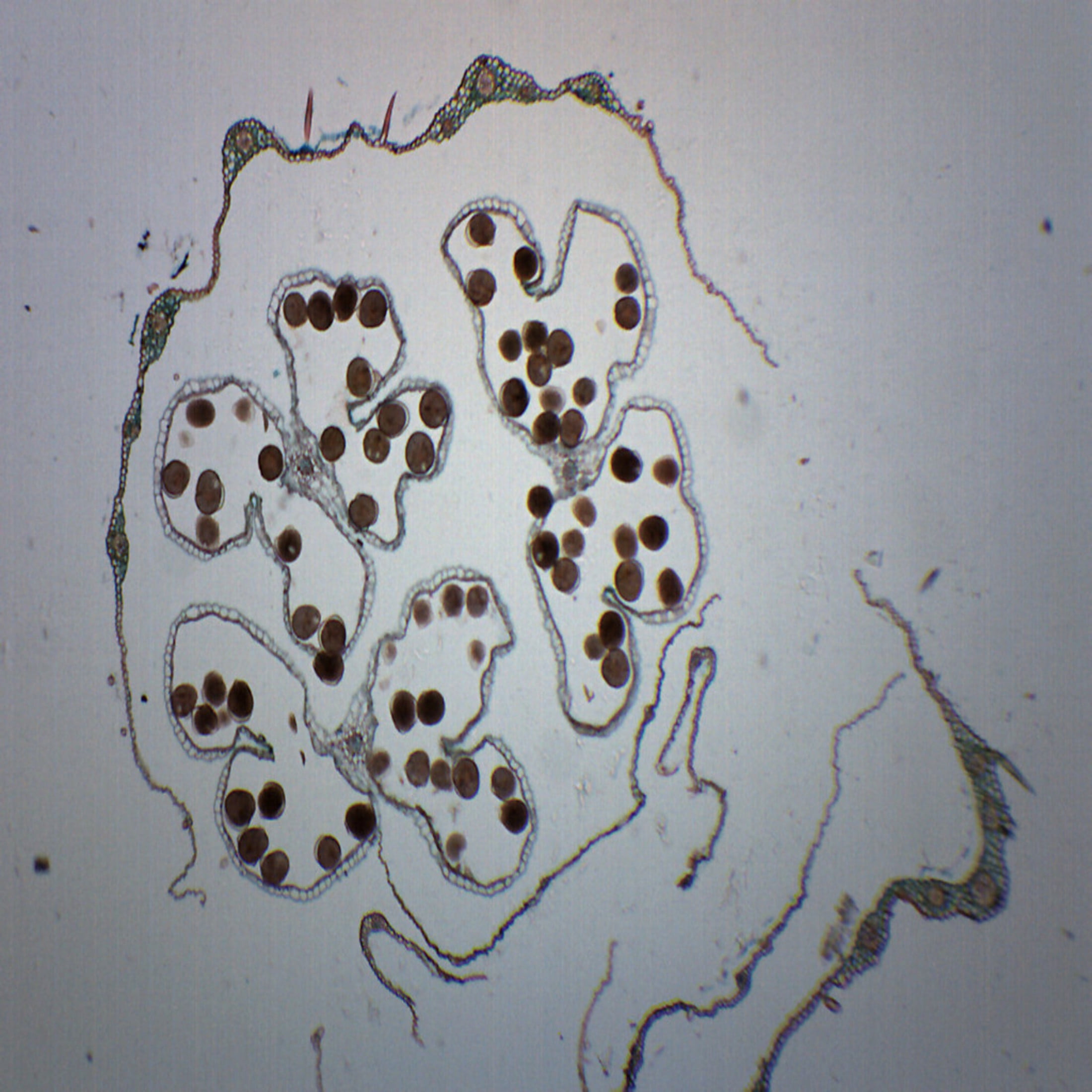 Monocot & Dicot Flower Bud - Prepared Microscope Slide - 75 x 25mm ...