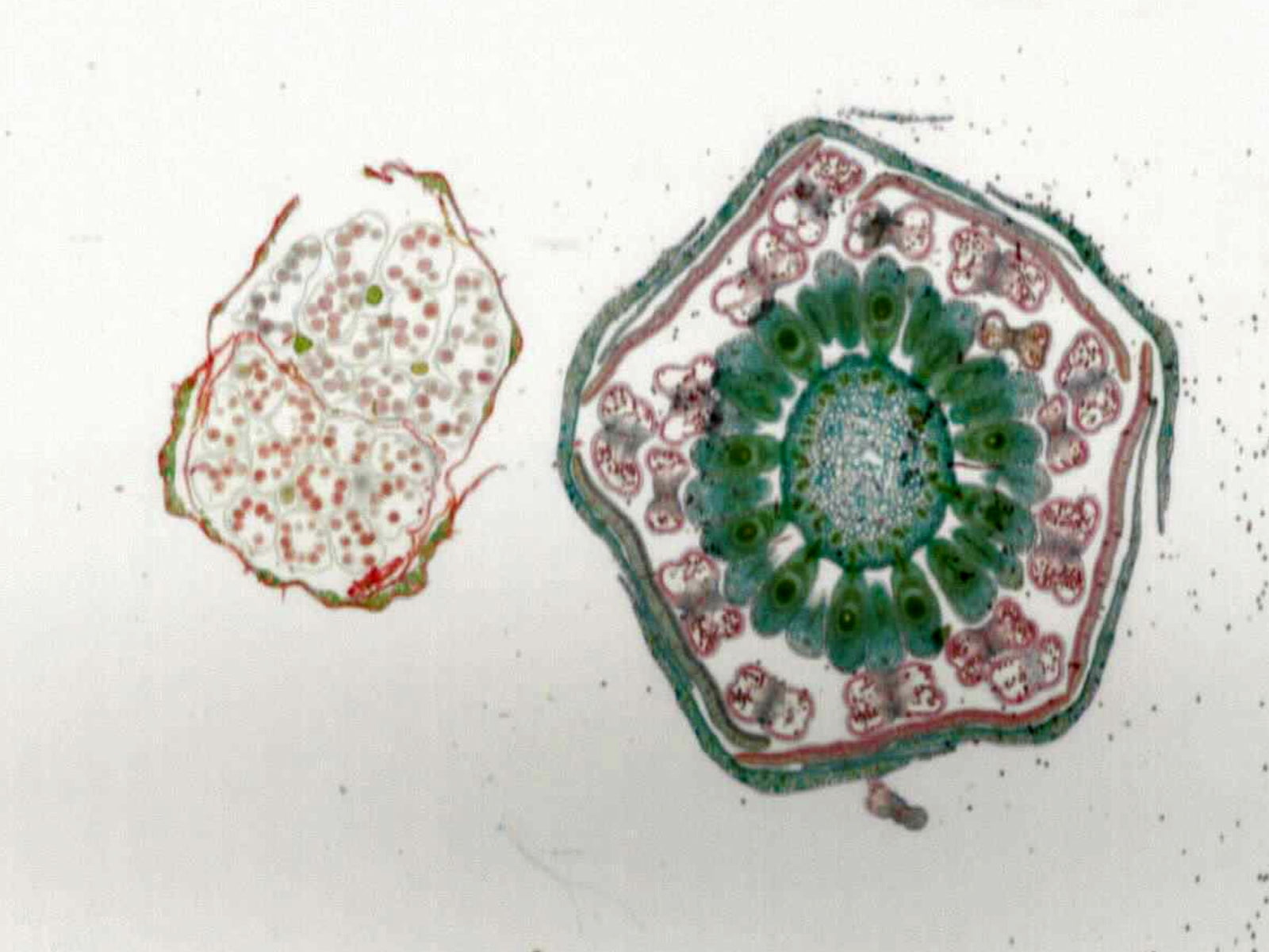 Monocot (Lily) and Dicot (Buttercup) Flower Buds Comparison; Cross ...