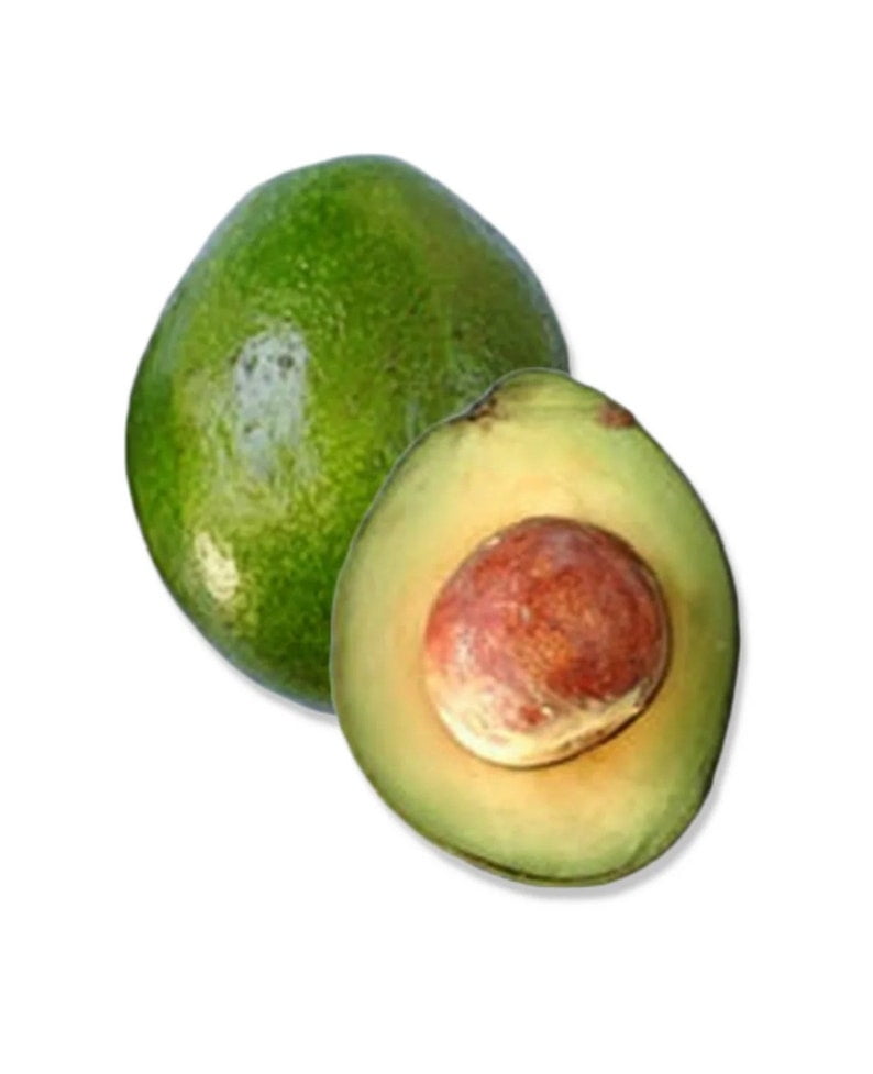 Monroe Avocado Tree From 2 to 4 feet tall. Ship to ALL STATES - Walmart.com
