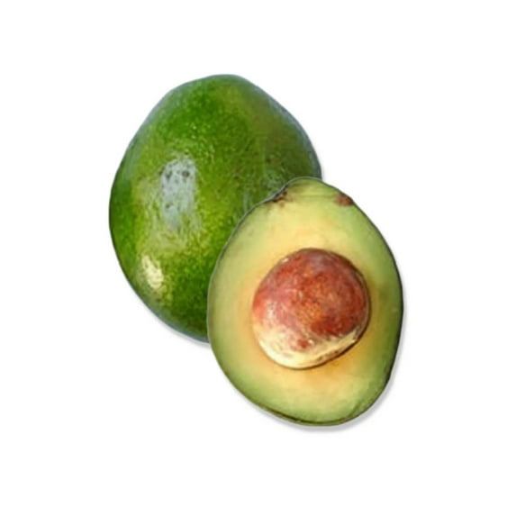 Monroe Avocado Tree From 2 to 4 feet tall. Ship to ALL STATES - Walmart.com