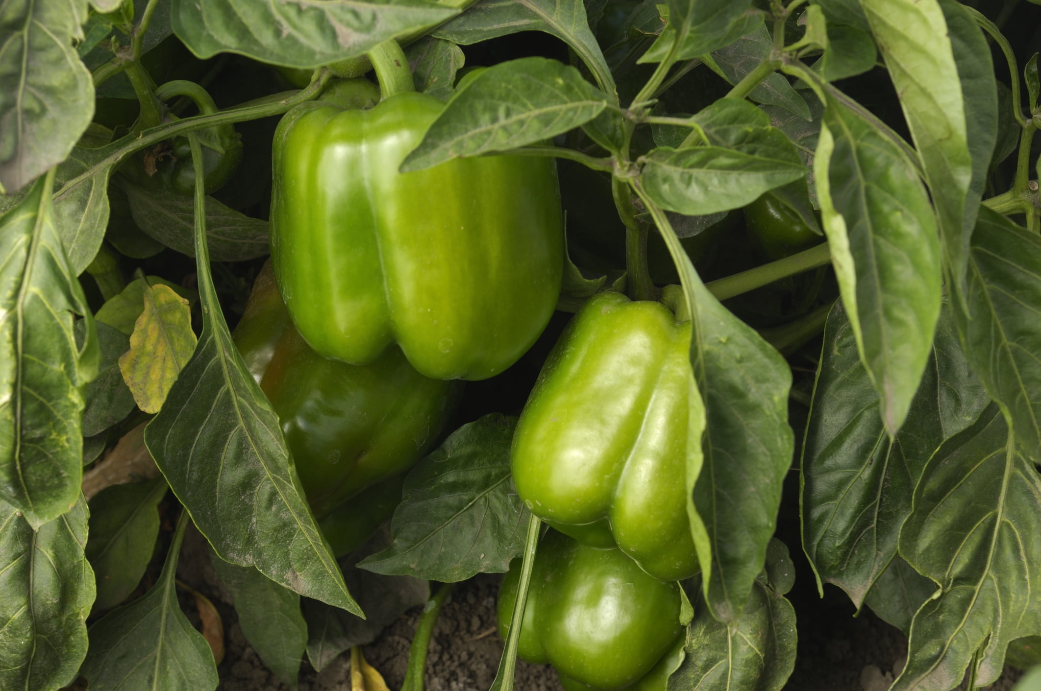 Monster Bell Pepper Plant - HUGE - 2.5" Pot - Walmart.com