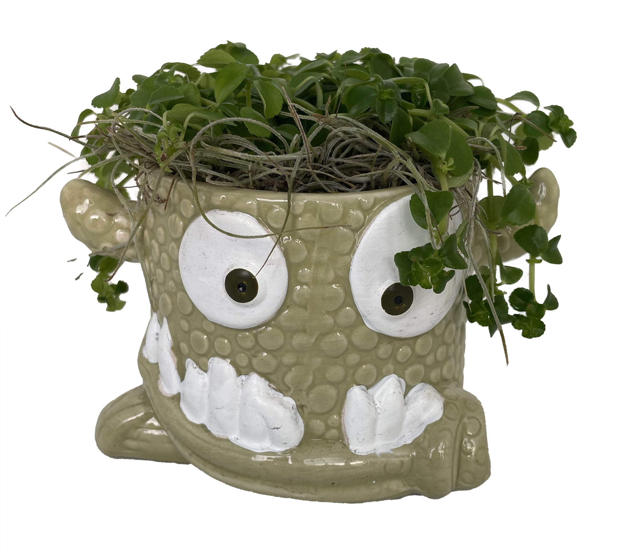 Monster Mash Halloween Ceramic Planter & Live House Plant - 3.5" Pot ...