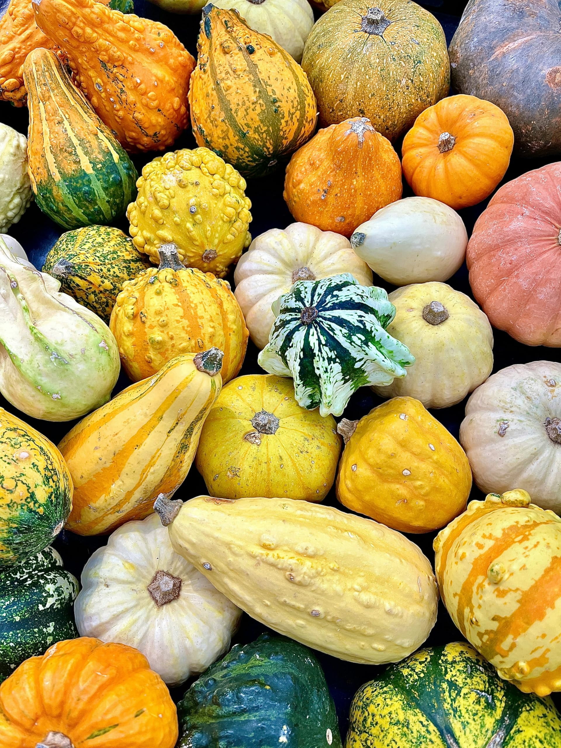“Monster Mix” GourdITSC Mix Seeds - A dozen different, detailed gourd ...