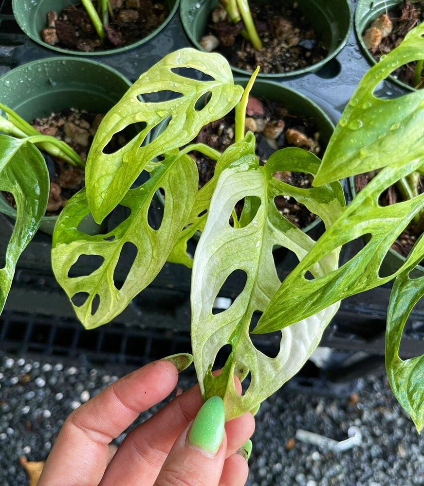 Monstera Adansonii Mint Cutting, Monstera Adansonii Rooted Plant ...