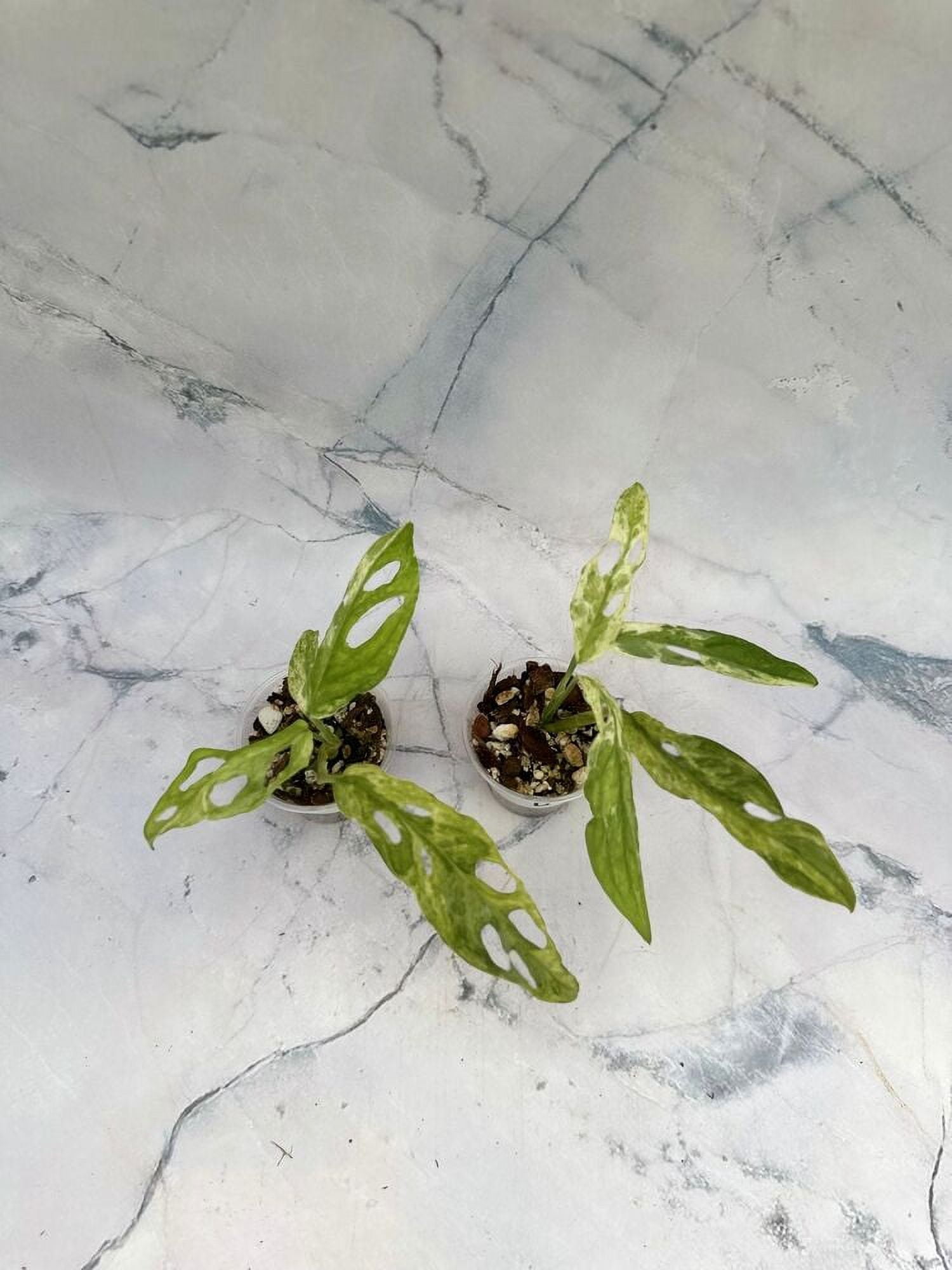 Monstera Adansonii Mint Variegated, You Pick Your Plant - Walmart.com