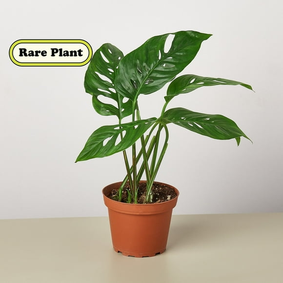 Monstera Plants in Indoor Plants - Walmart.com