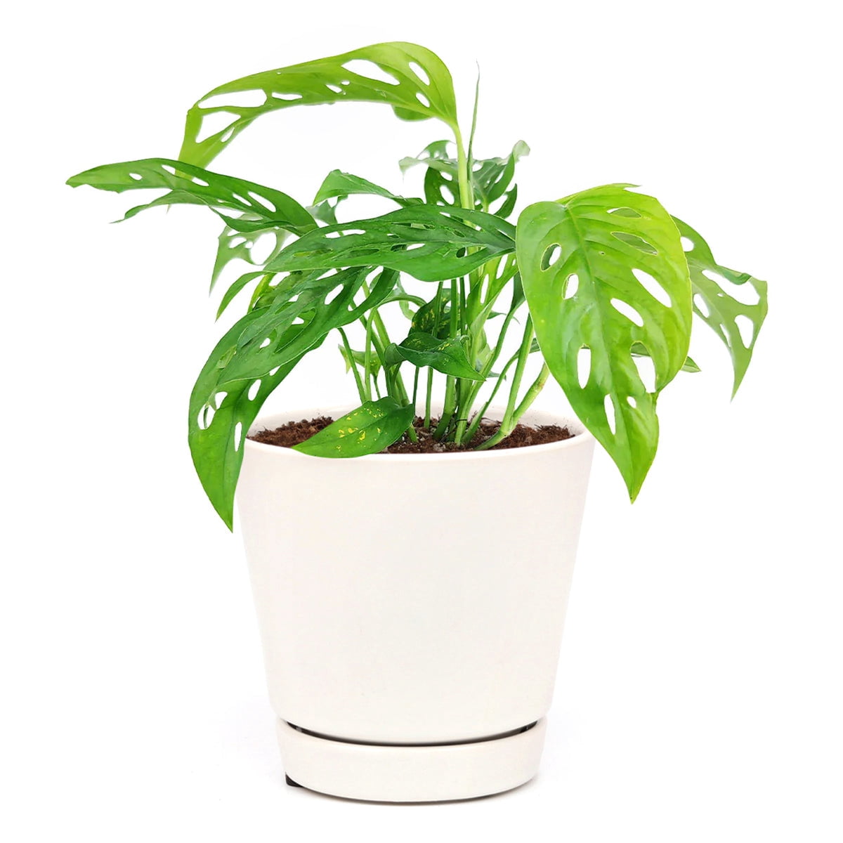 Monstera Adansonii 'Swiss Cheese' (6"+ Minimalist Pot) - Live, Healthy ...