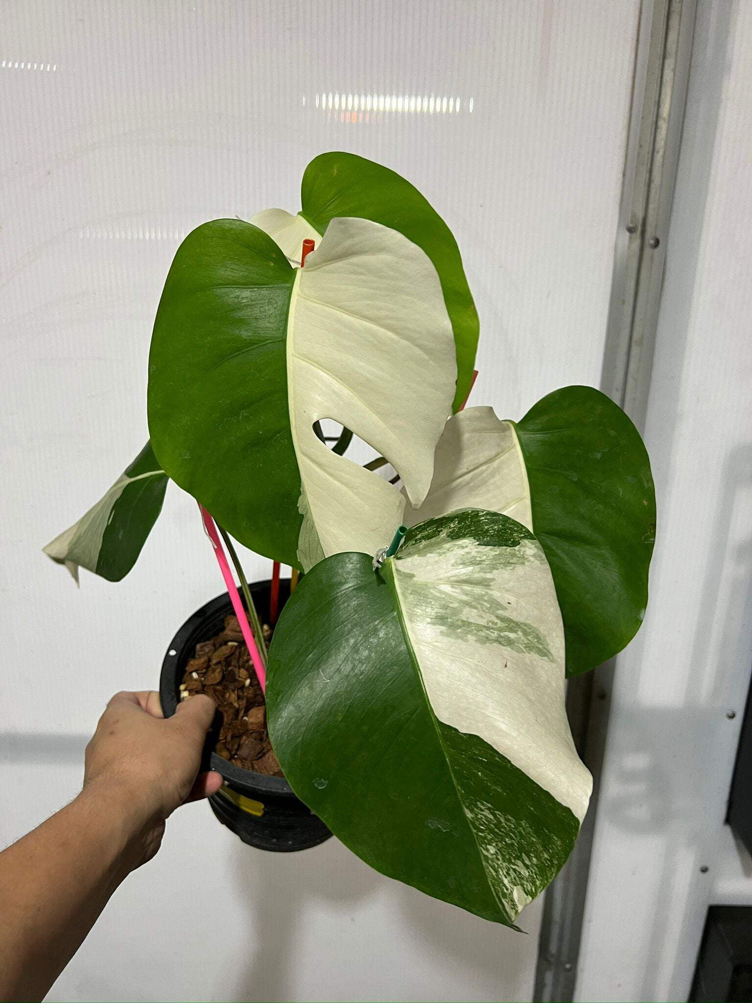 Monstera 'Albo Marble Haldmoon' Variegated Rare Plant-Exact Plant Jan ...