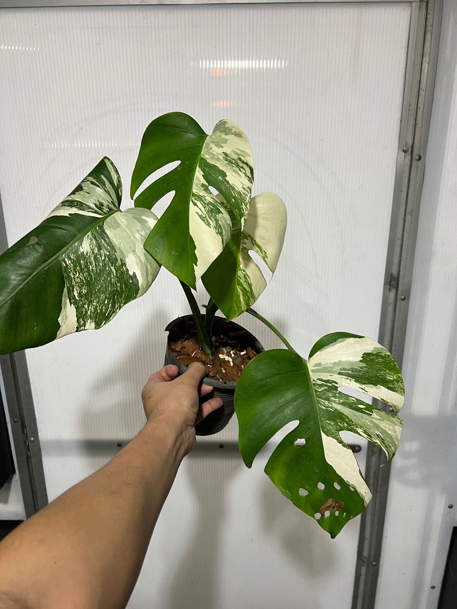 Monstera 'Albo Marble' Variegated Rare Plant-Exact Plant Jan 25, '25 ...