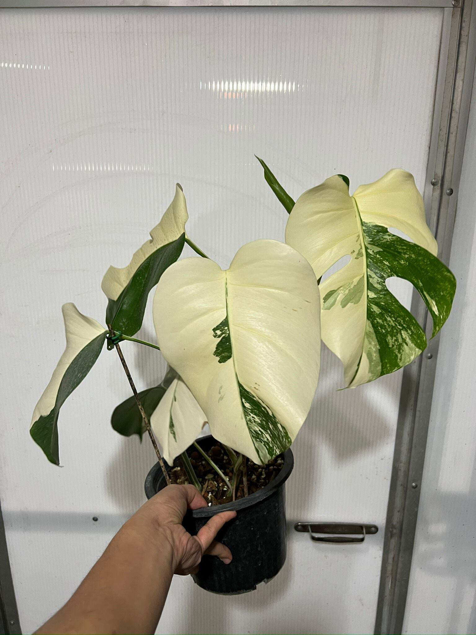 Monstera 'Albo Super White Marble' Variegated Rare Plant-Exact Plant ...