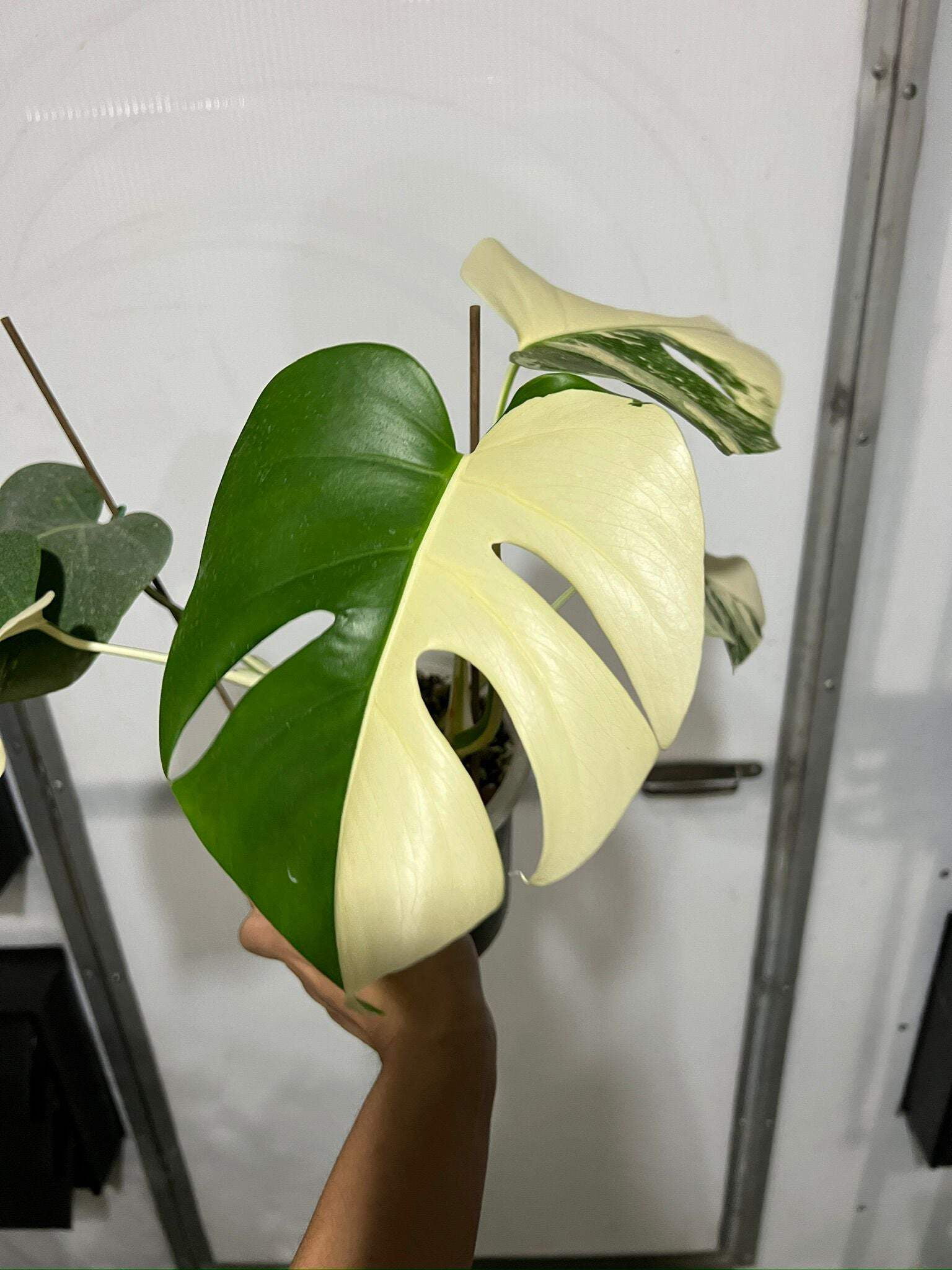 Monstera 'Albo halfmoon Marble' Variegated Rare Plant-Exact Plant Jan ...