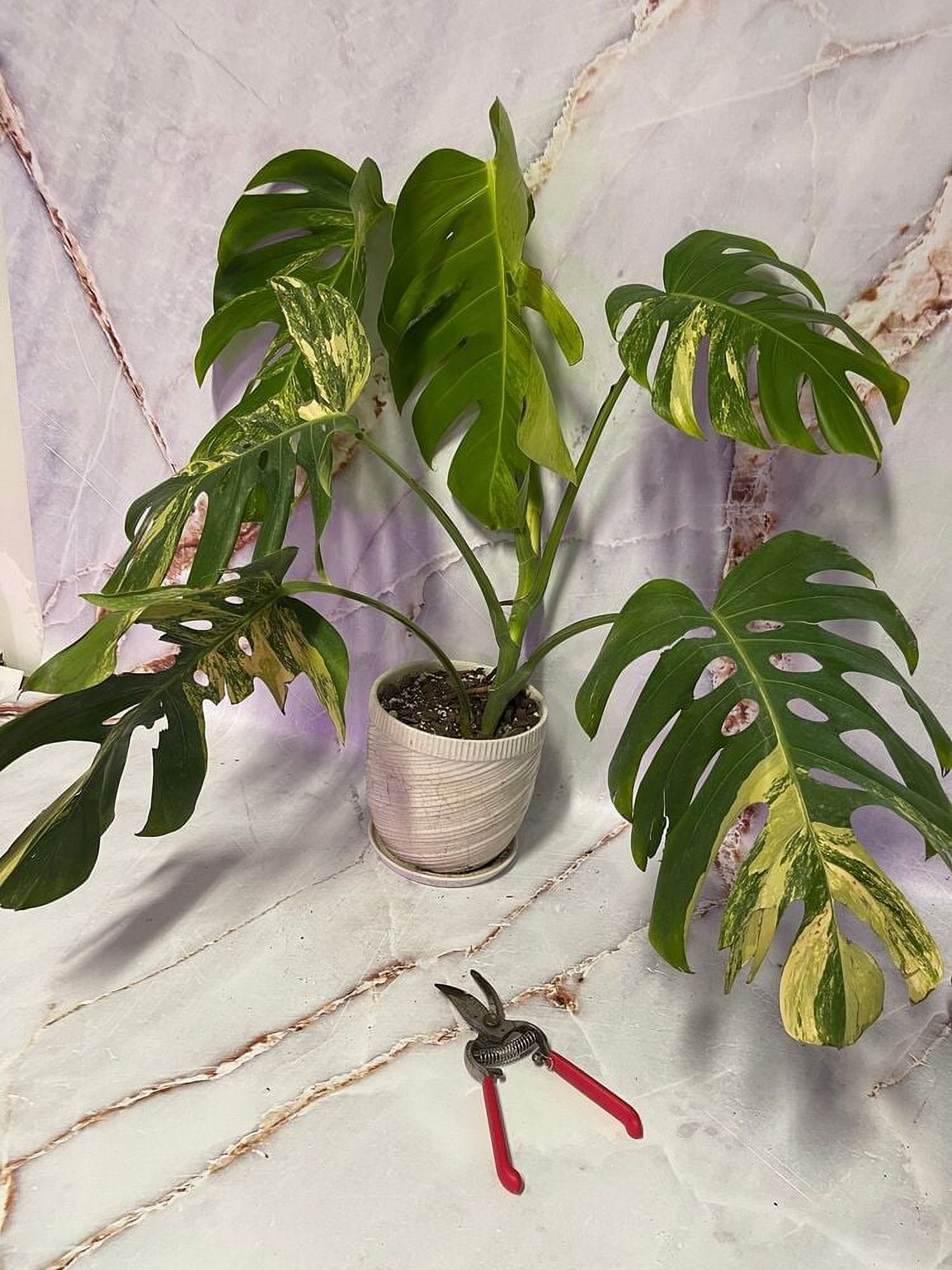 Monstera Aurea Cuttings+Roote - Walmart.com