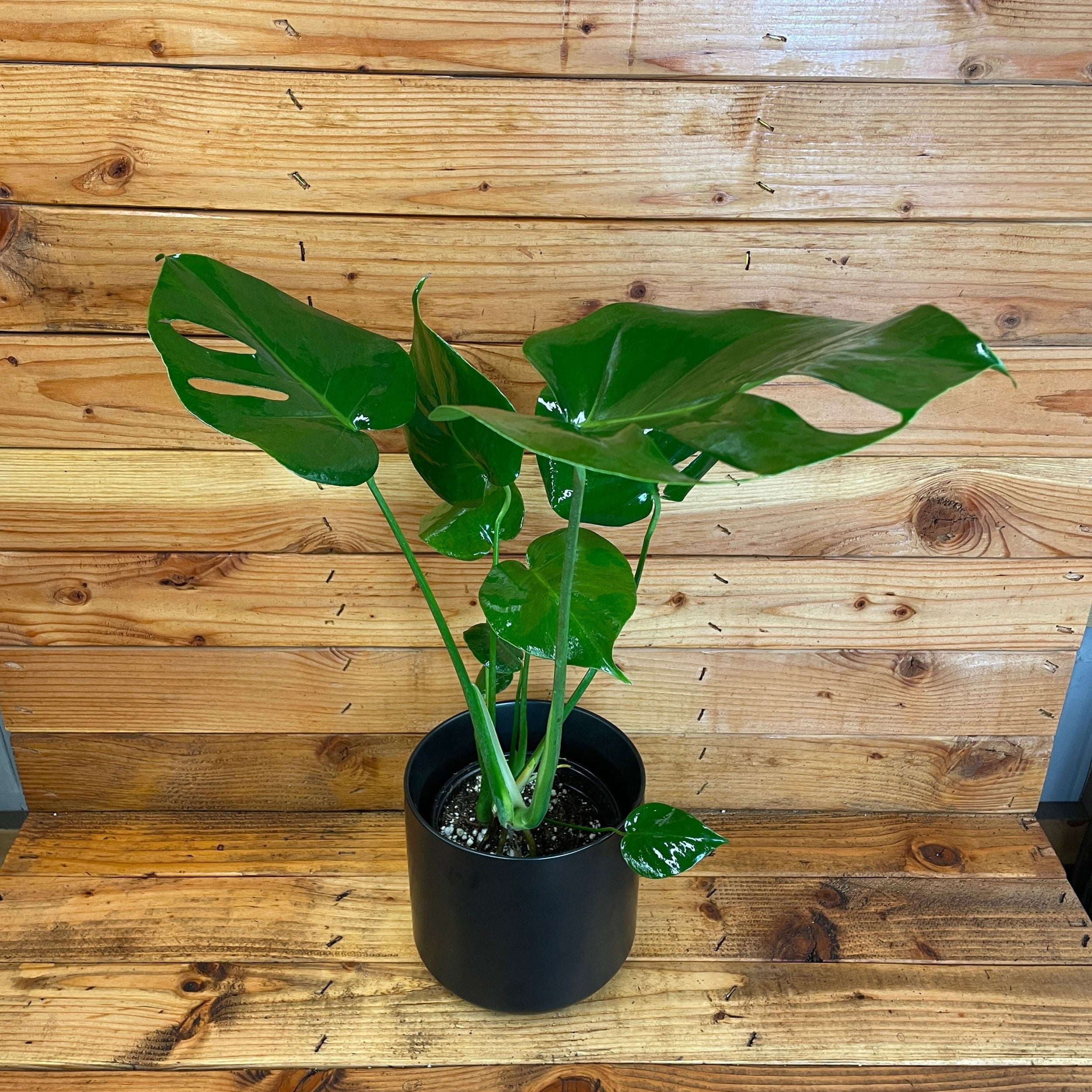 Monstera Deliciosa Split Leaf, 6" Plant, The Plant Farm - Walmart.com