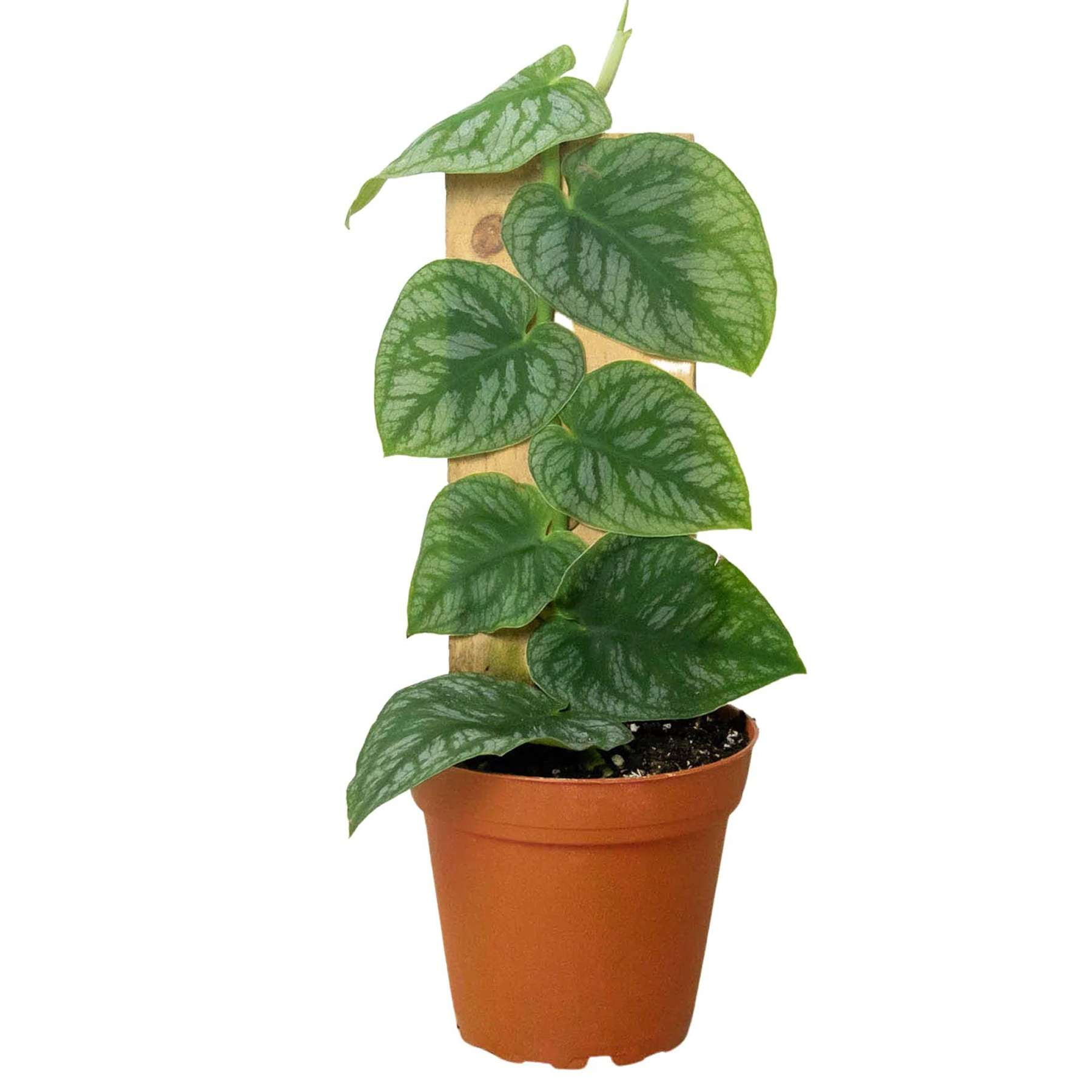 Monstera Dubia Live Plant for Indoor | Different Houseplants in 4'' & 6 ...