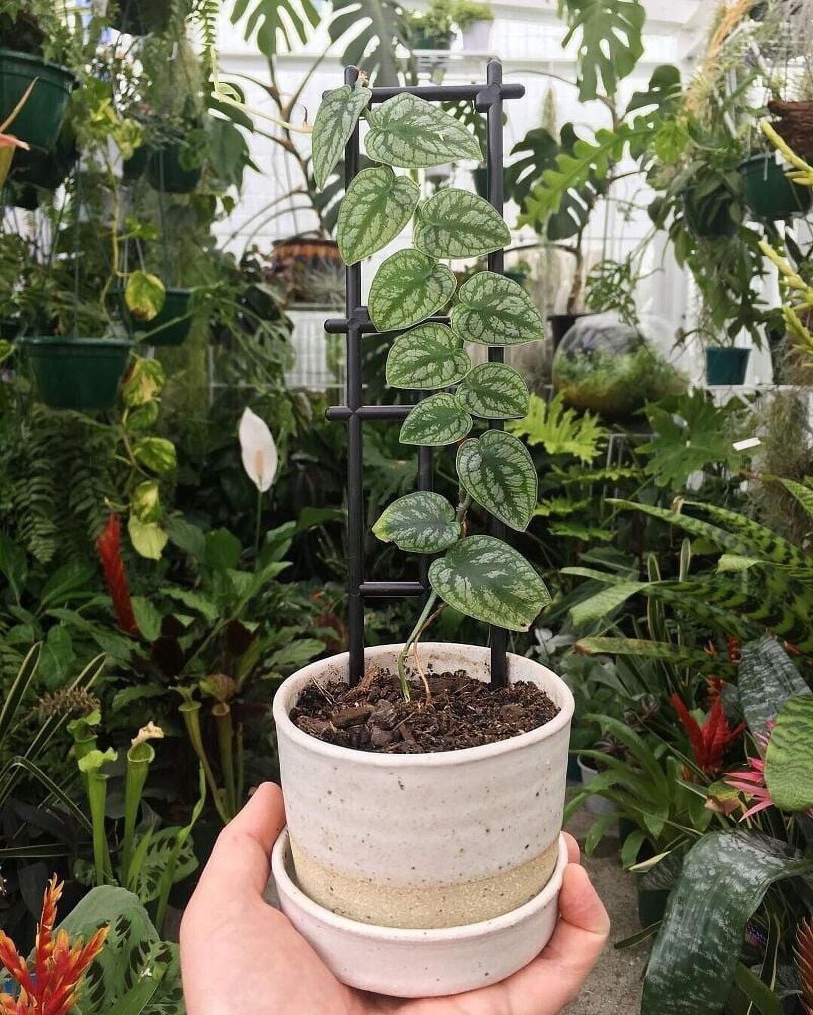 Monstera Dubia Shingle Plant - Live Plant in a 4 Inch Pot - Monstera ...