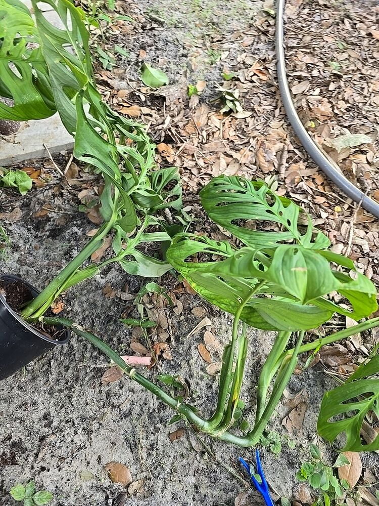 Monstera EPIPREMNOIDES Equeleto W/ 5 Or More nodes in 6 inches nursery ...