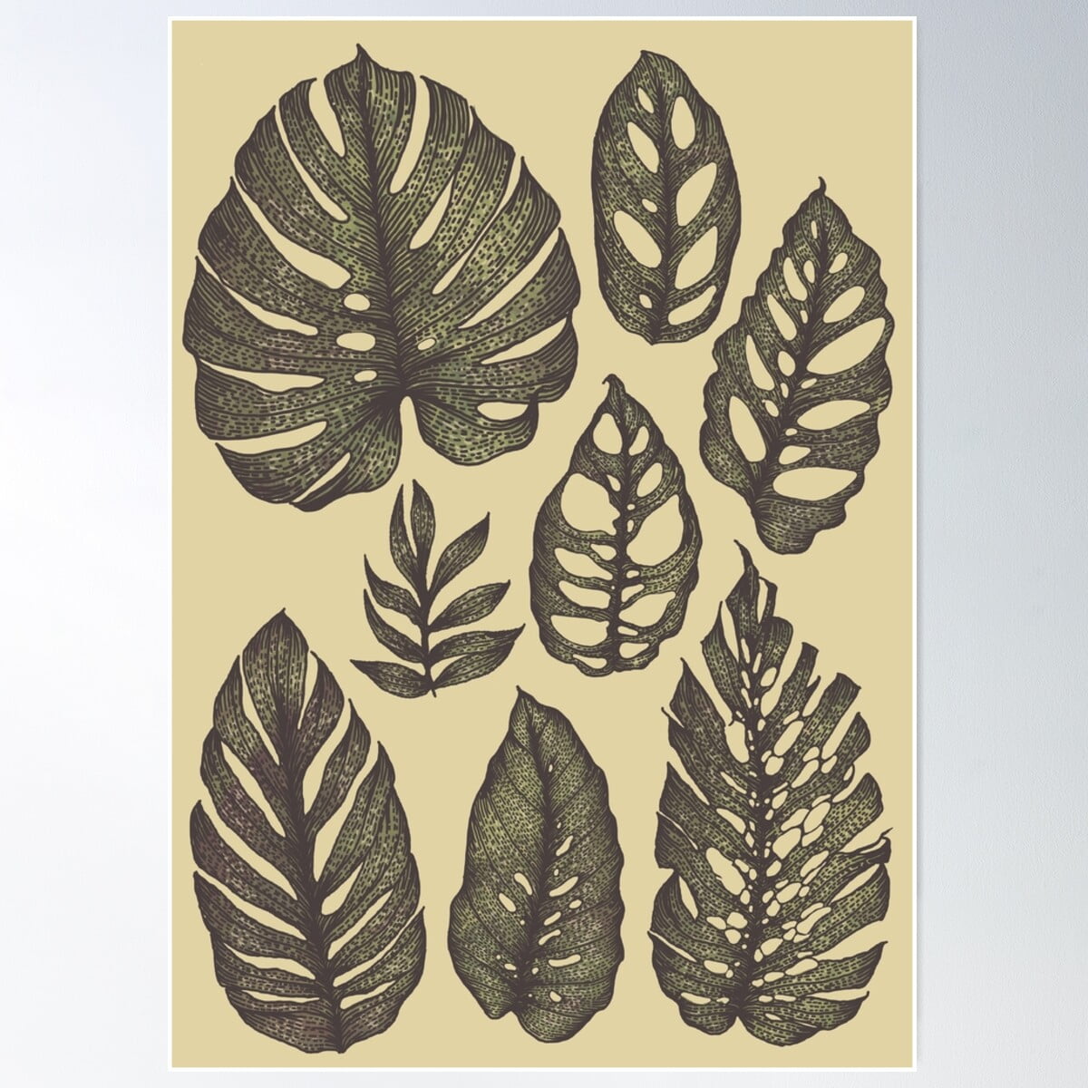 Monstera Genus - Leaves - Deliciosa, Adansonii, Dubia, Obliqua ...