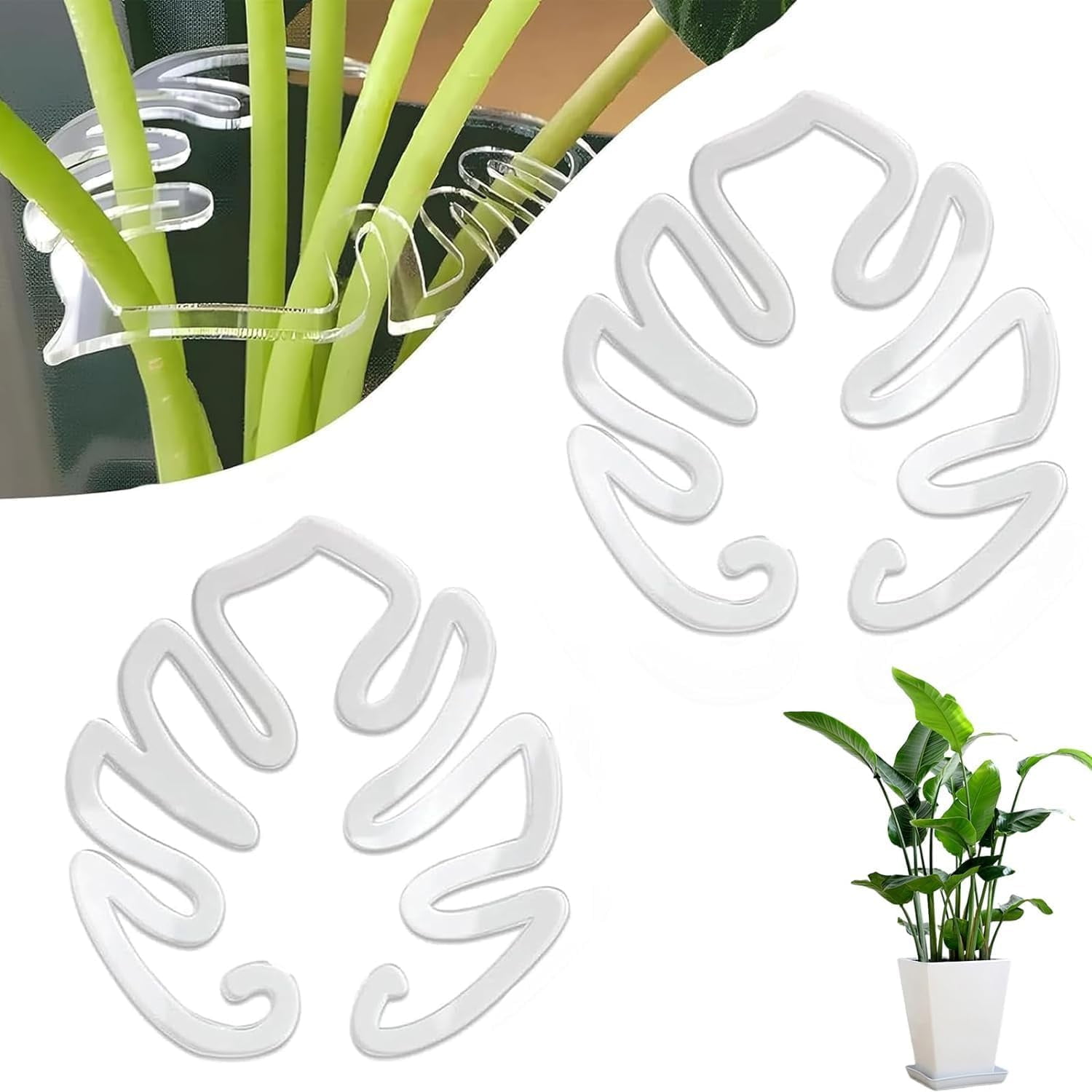 Monstera Grapple, Monstera Leaf Plant Support, Turtle Shell Bamboo ...