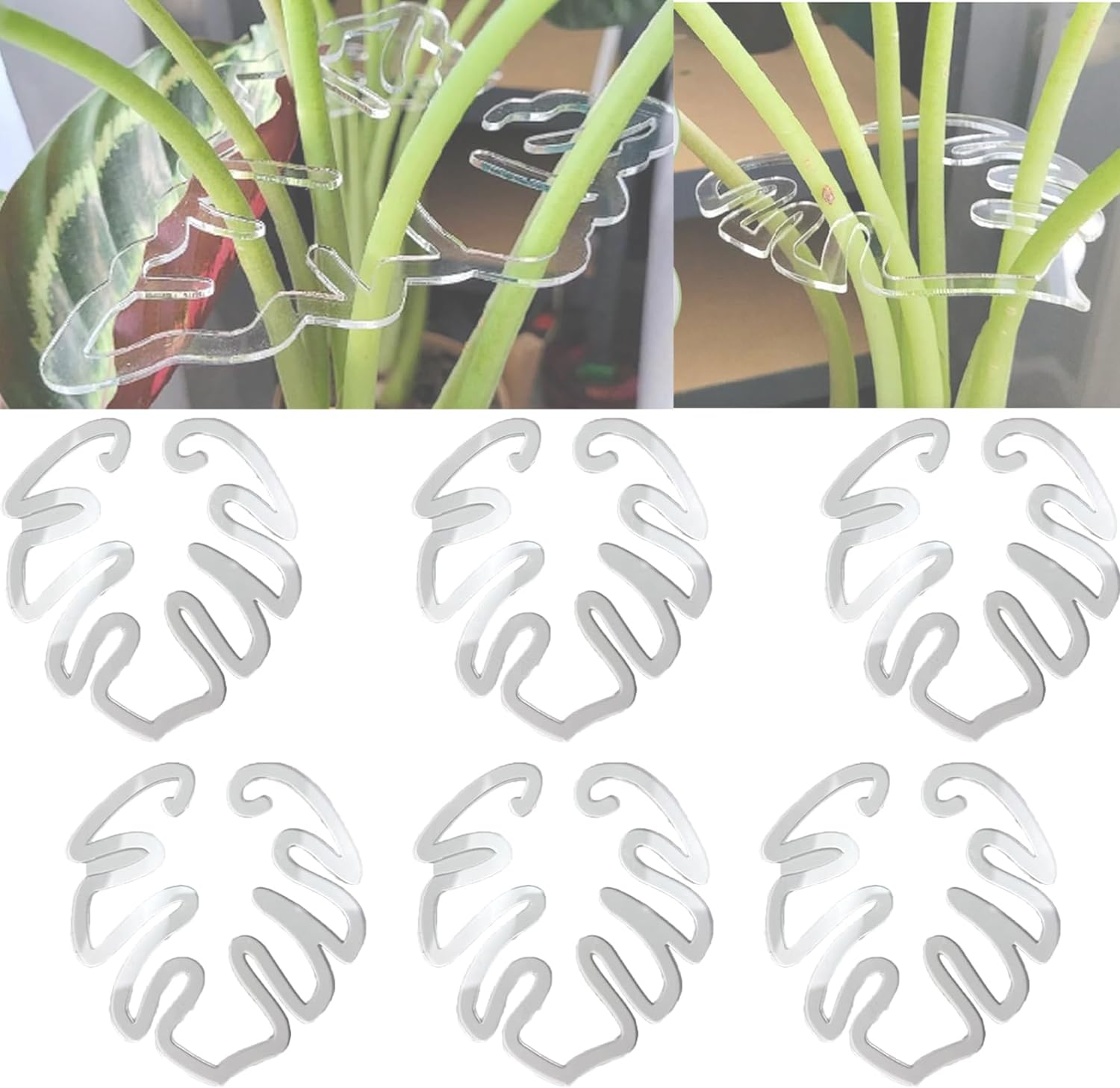 Monstera Grapple Turtle Shell Bamboo Clamp Set Monstera Pole Monstera ...