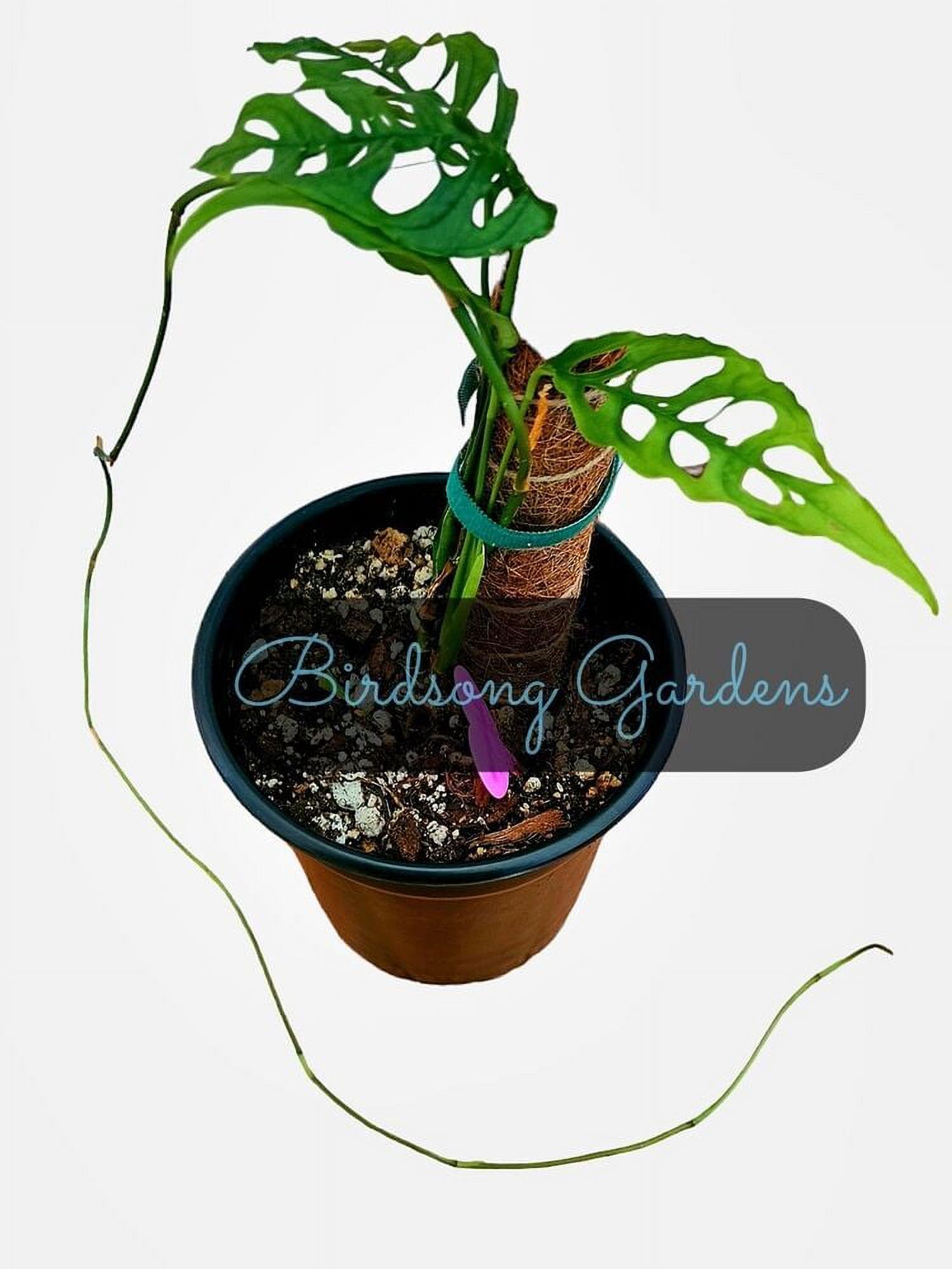 Monstera Obliqua Peru 1 NODE In 3" Pot (NODES ARE STARTING TO HAVE NEW ...