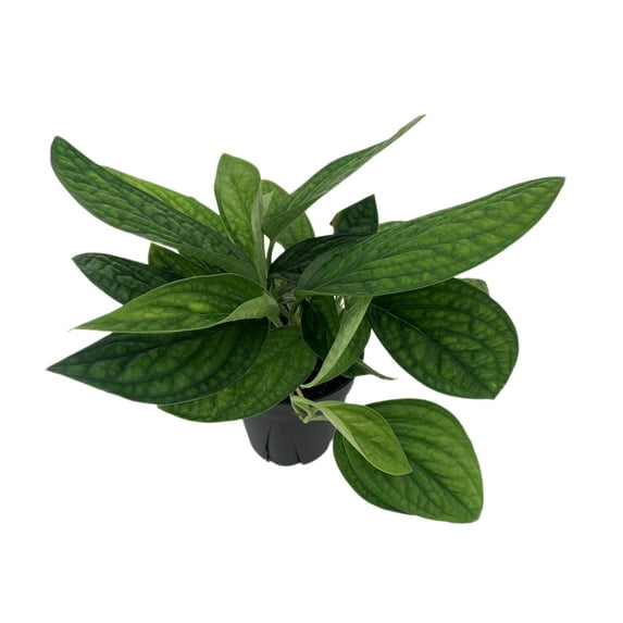 Monstera Peru 6" Grower Pot - Walmart.com