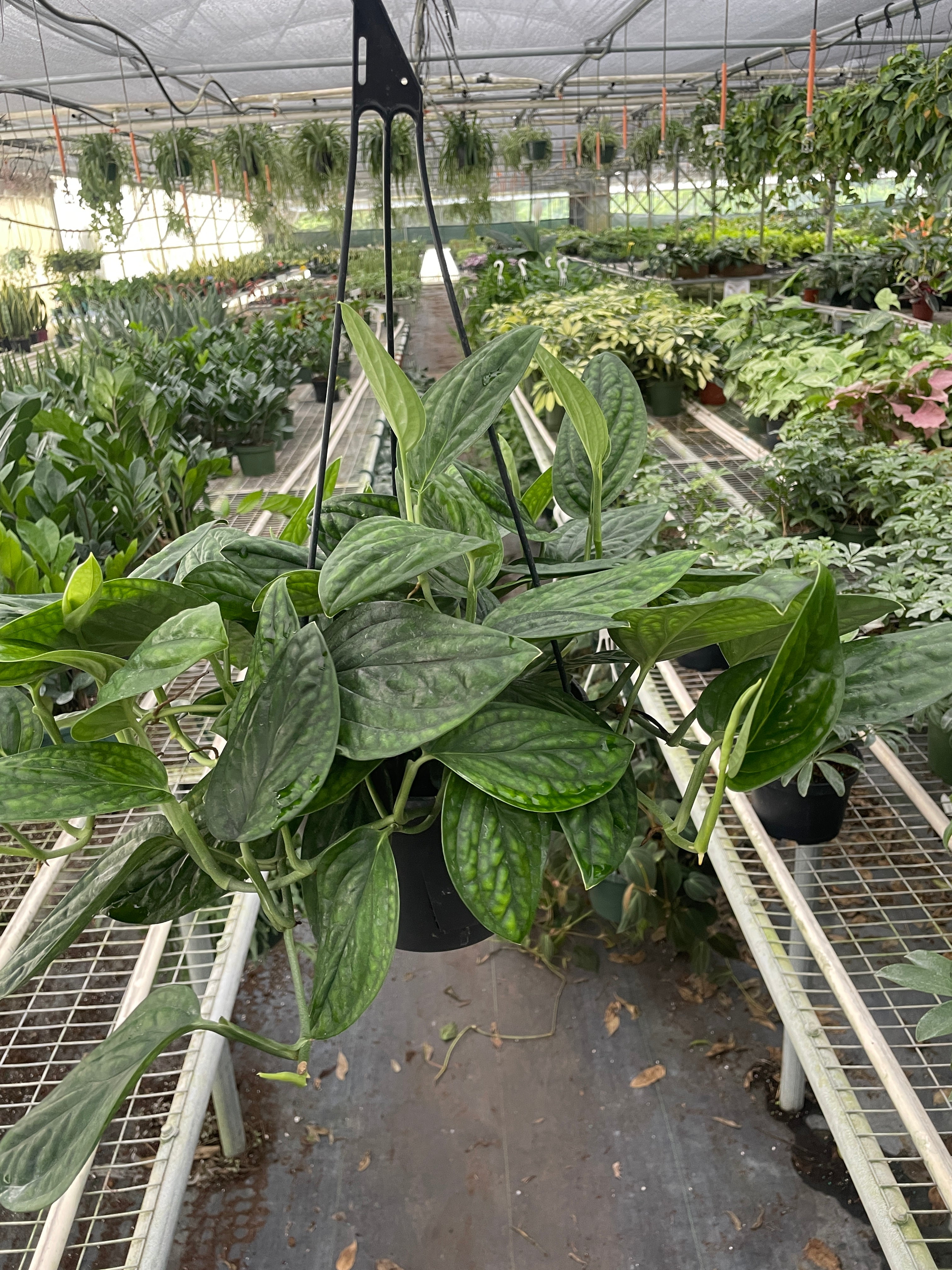Monstera Peru Karstenianum - Live Air-Purifying Indoor Plant in Nursery ...