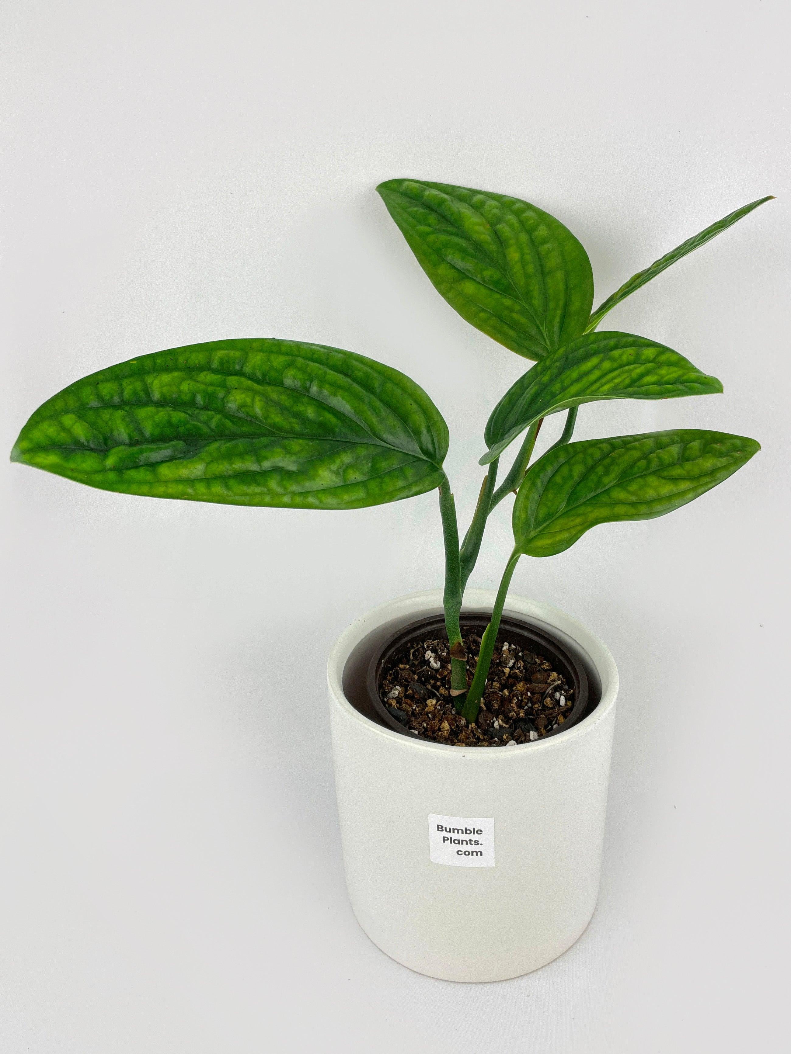 Monstera Peru Karstenianum - Live Air-Purifying Indoor Plant in Nursery ...