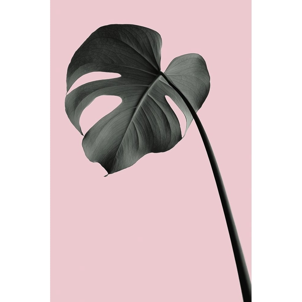 Monstera Pink No 02 Poster Print - 1x Studio III - Walmart.com
