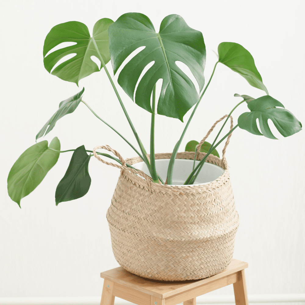 Monstera Plant, Live Monstera Deliciosa Plant, Monstera Deliciosa Plant ...