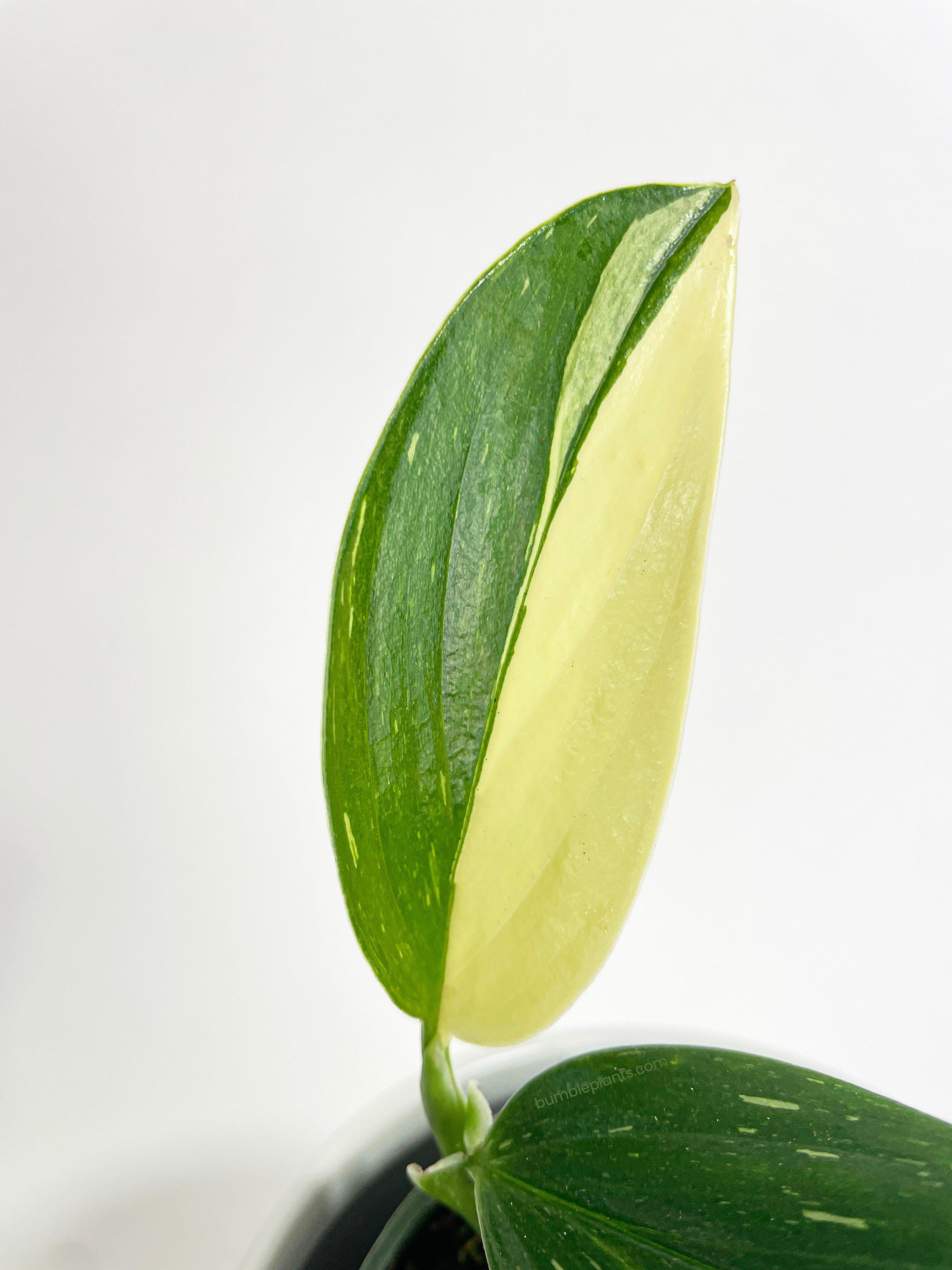 Bumble Plants Monstera Standleyana 'Albo Variegata' - Full Live ...
