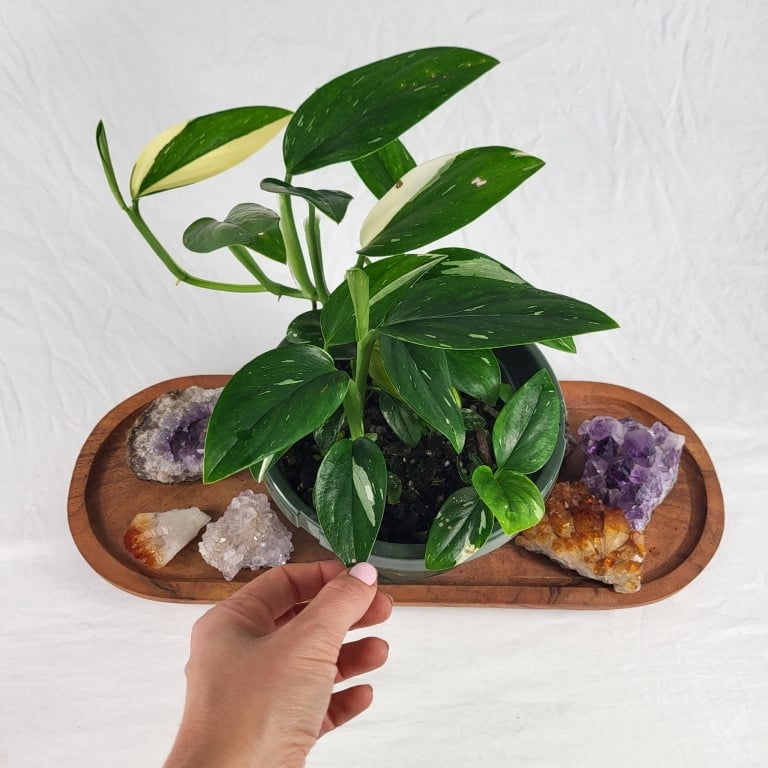 Monstera Standleyana Albo Variegated 6" pot, ships nationwide - Walmart.com