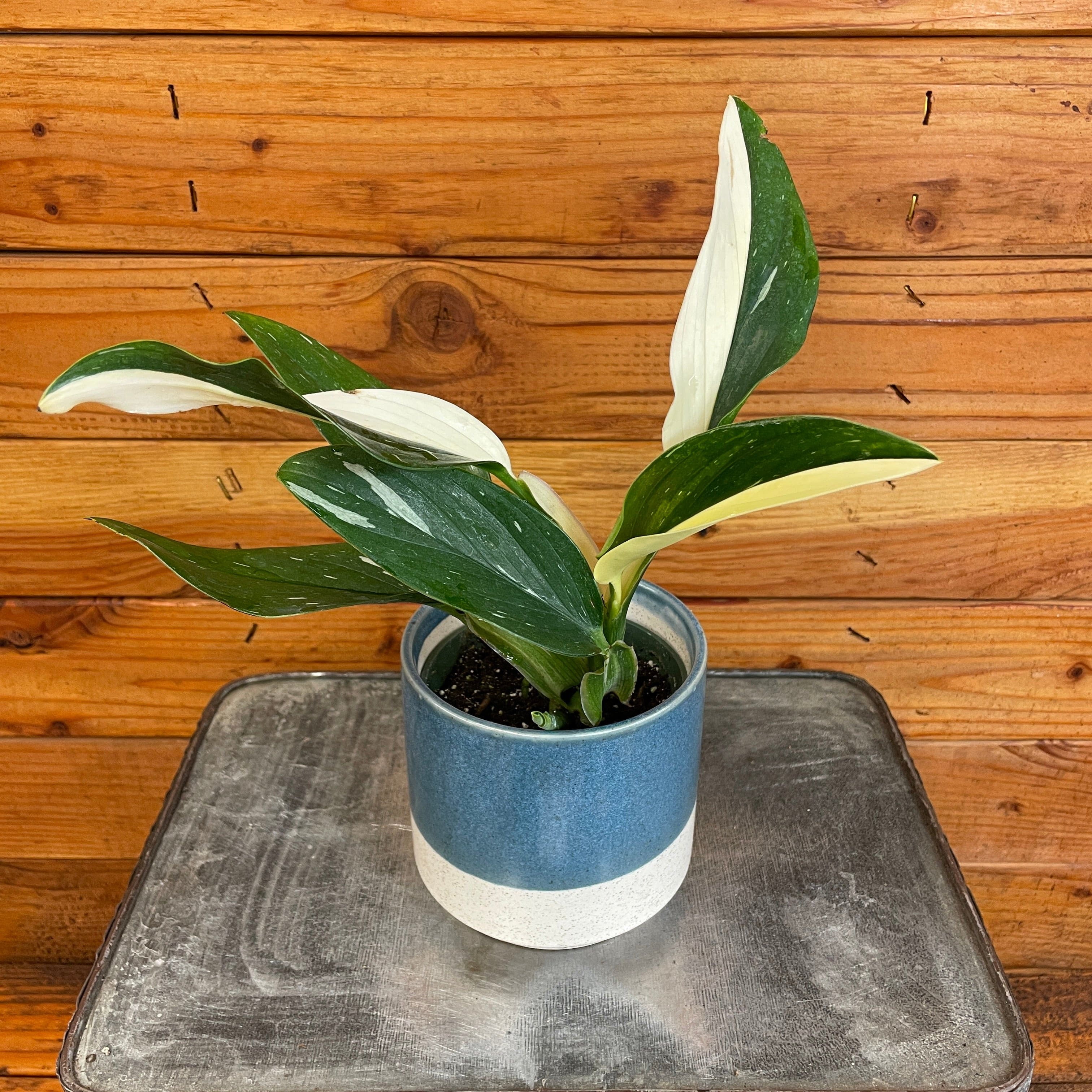 Monstera Standleyana Variegata, 4" Plant, The Plant Farm - Walmart.com
