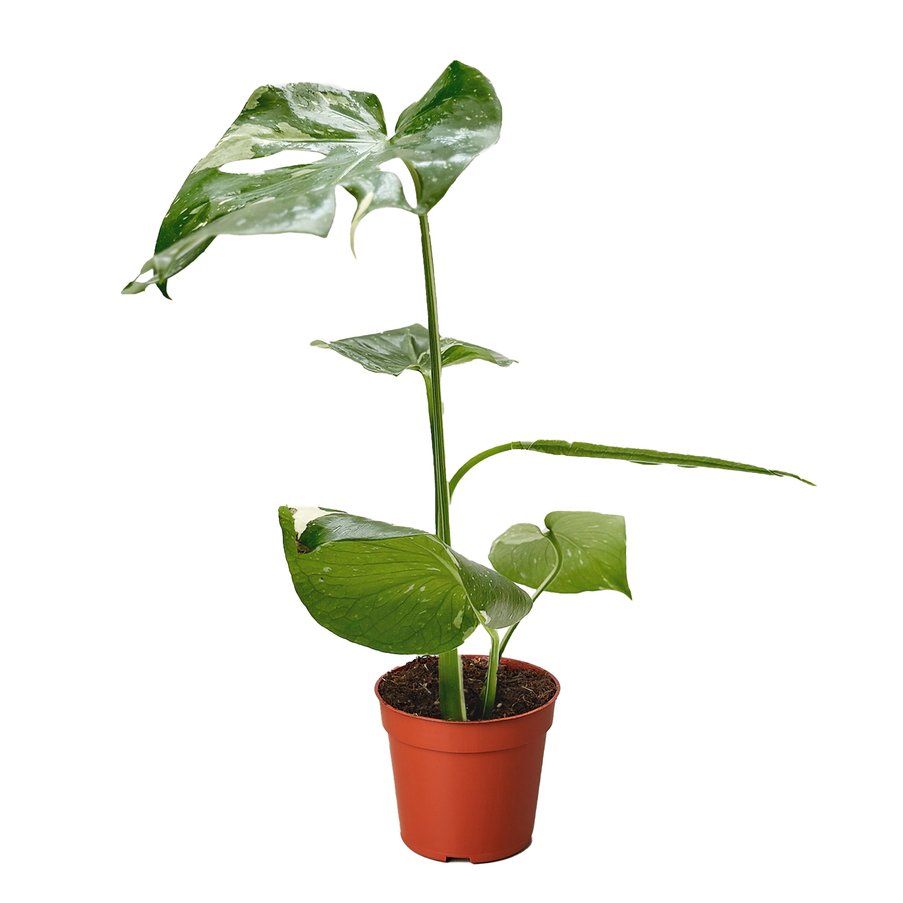 Monstera 'Thai Constellation', 4" Pot, Indoor Houseplant, Easy Care ...