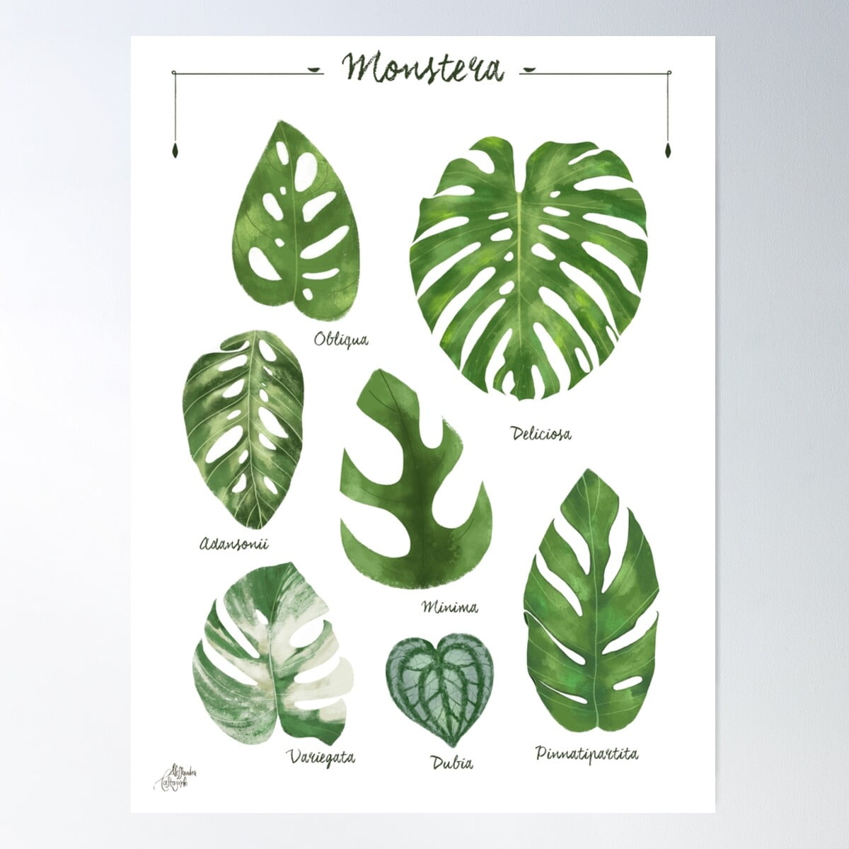 Monstera Varieties Illustration Foliage Leaf Species Poster Wall Art ...
