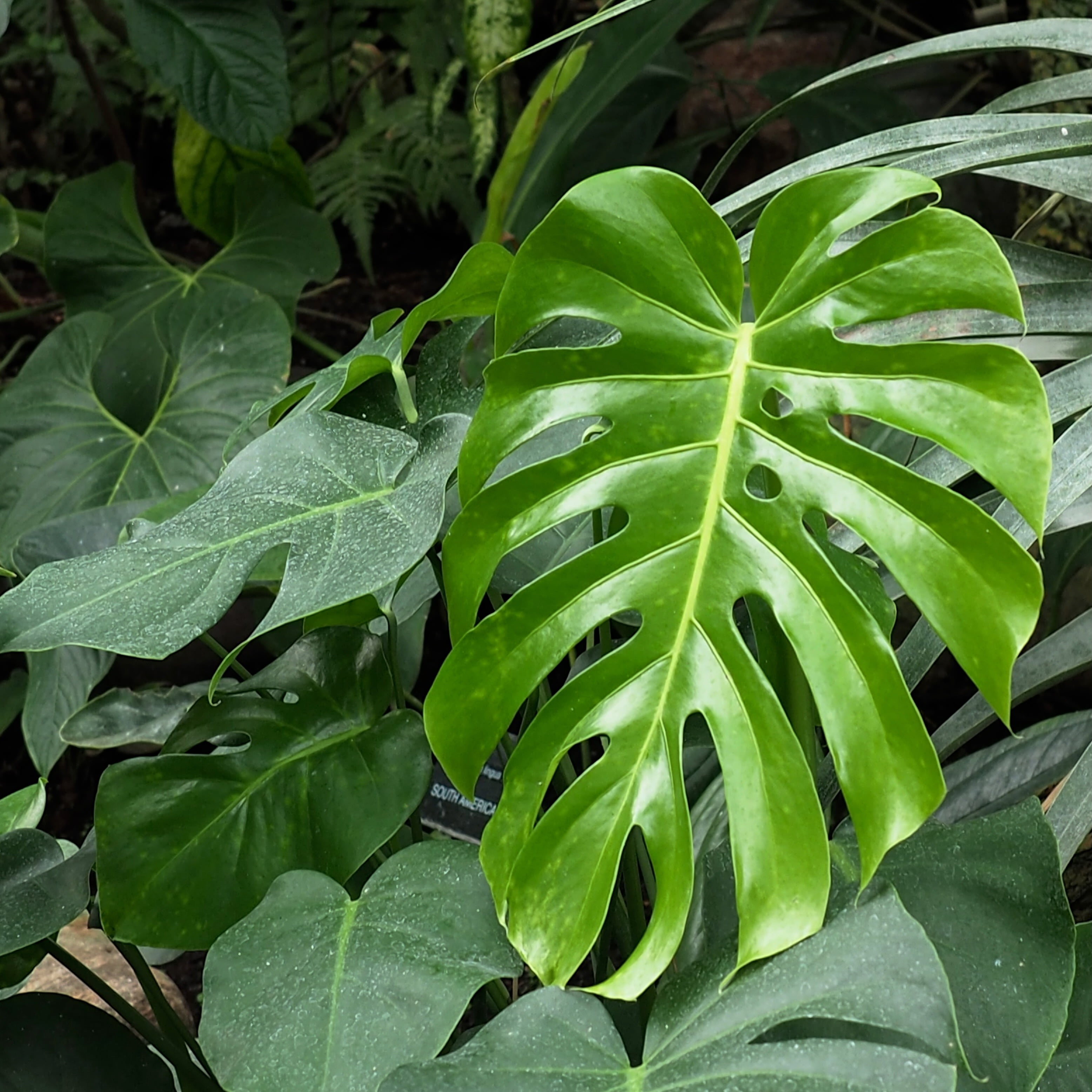 Monstera deliciosa Live Plant - Split-Leaf Philodendron/Swiss Cheese ...