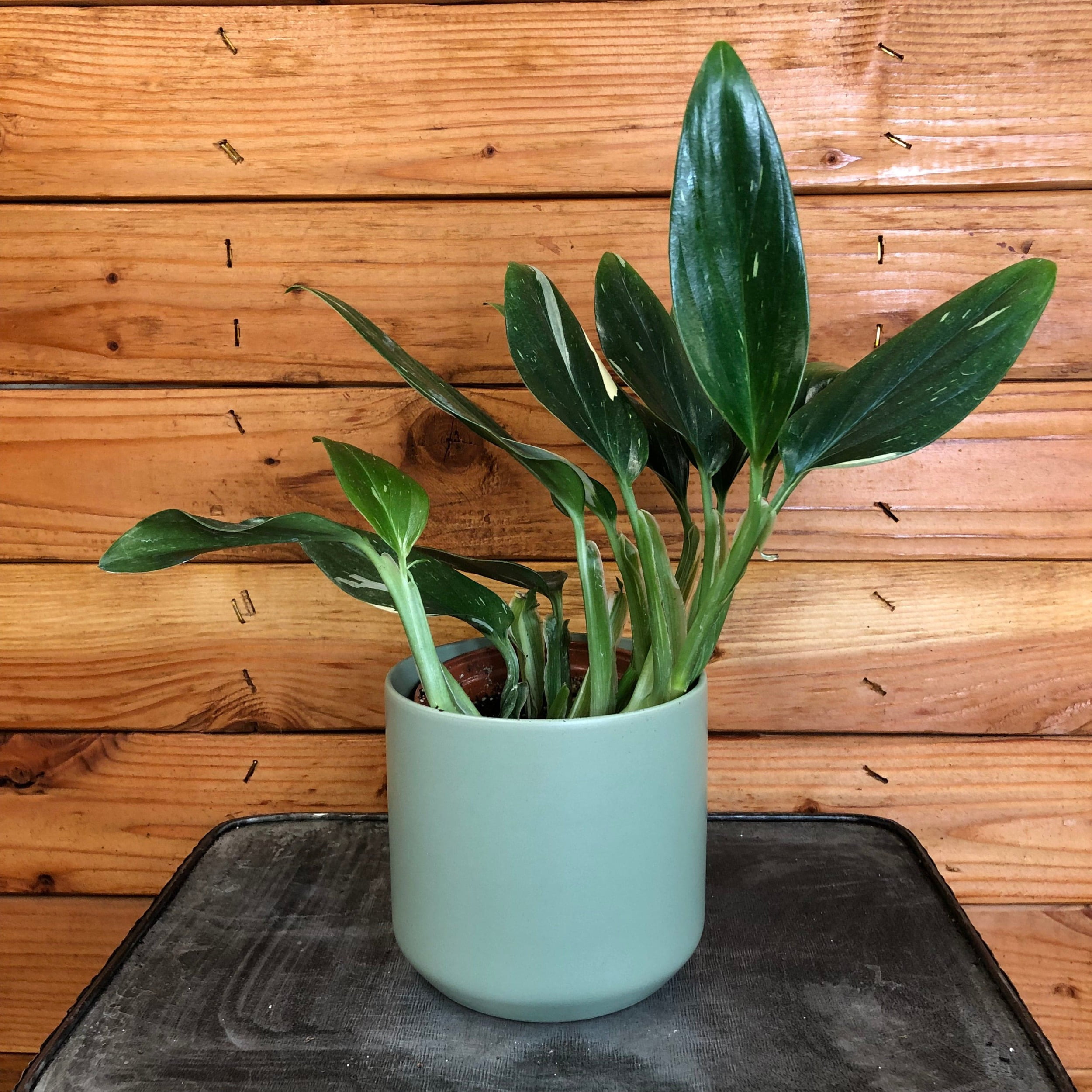 Monstera standleyana Albo Variegata, 4" Plant, The Plant Farm - Walmart.com