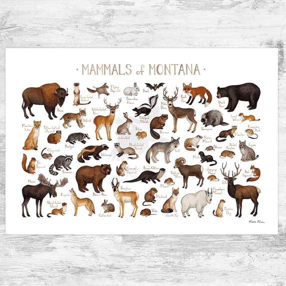 Montana Mammals Field Guide Wildlife Poster , Poster Print Only ...