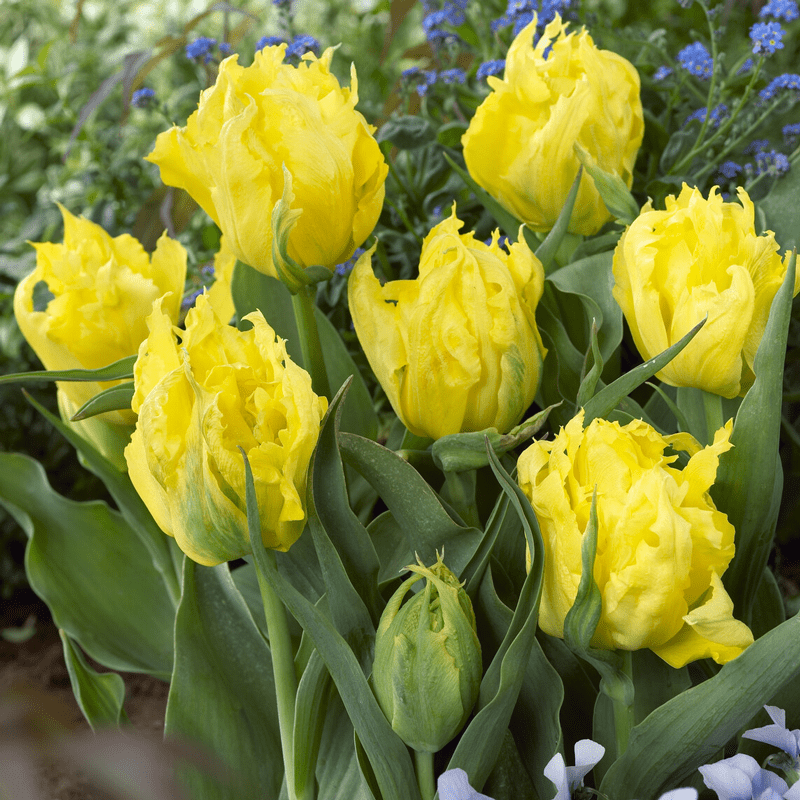 Monte Parrot Tulip Flower Bulbs - 10 Bulbs per Pack - Pleasantly ...