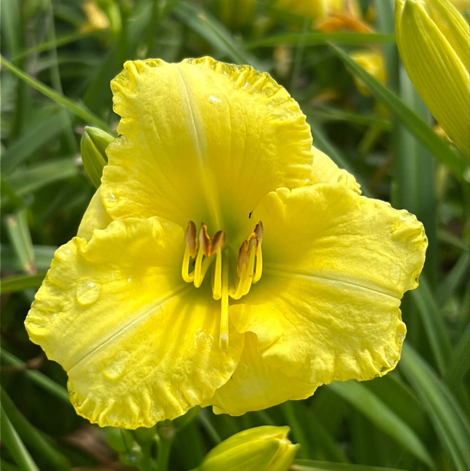 Hemerocallis Montego Melon™ ~ Daylily - 1 Gallon Pot - Walmart.com