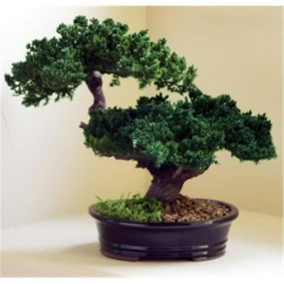 Monterey Juniper Double Trunk Preserved Bonsai Tree - Walmart.com