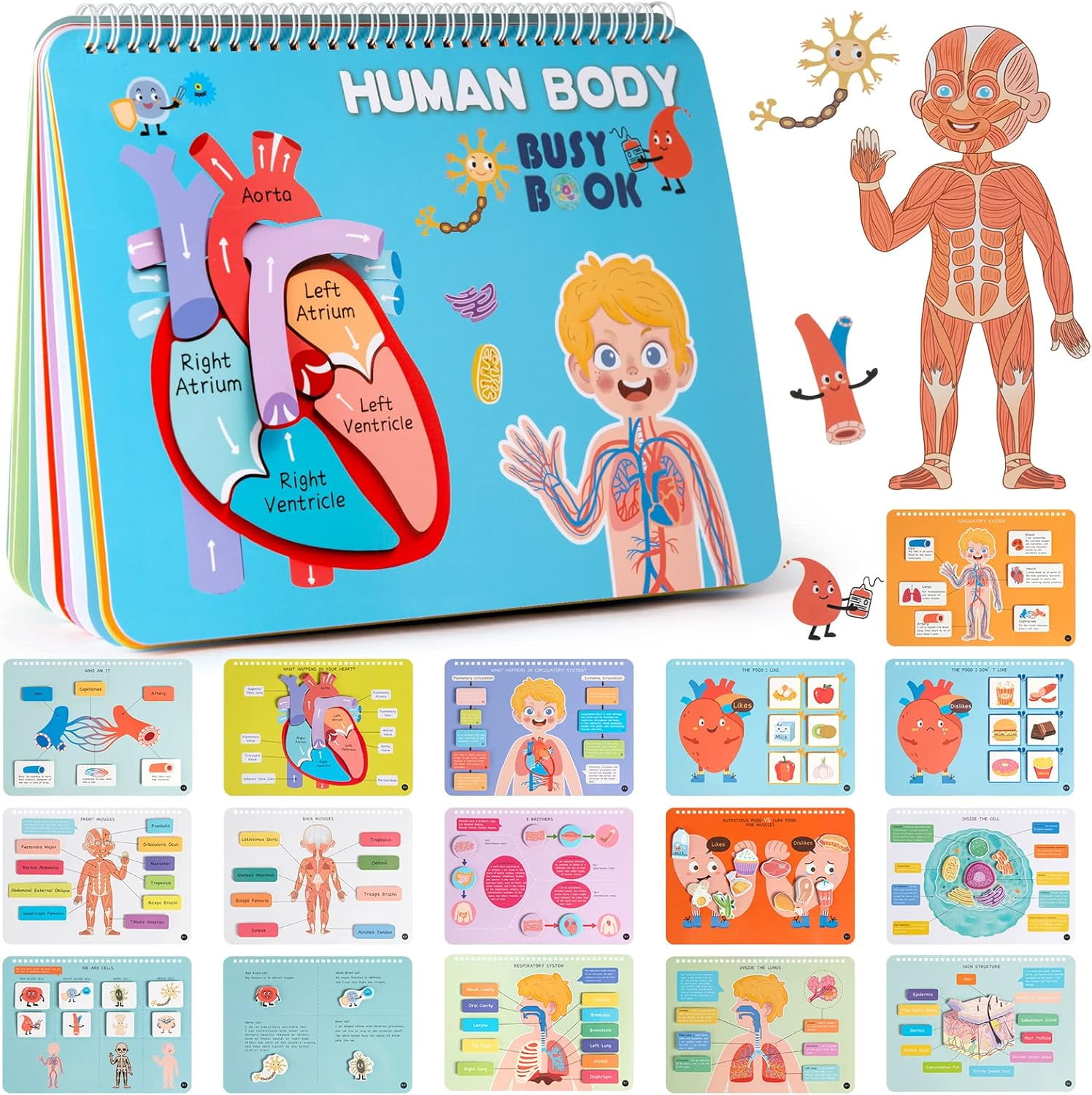 Montessori Busy Book for Kids, Human Body Anatomy Book for Toddlers ...