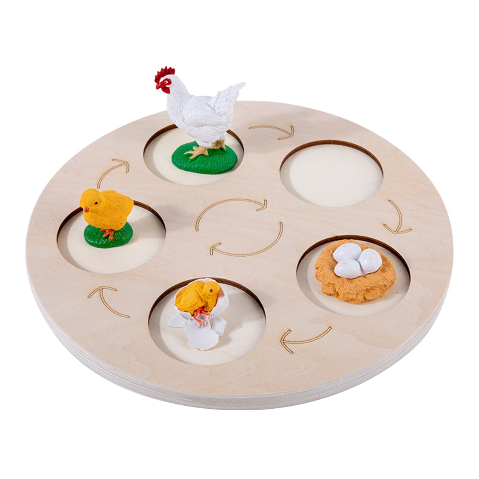 Montessori Educational Life Cycle Board - Interactive Wood Teaching Aid ...