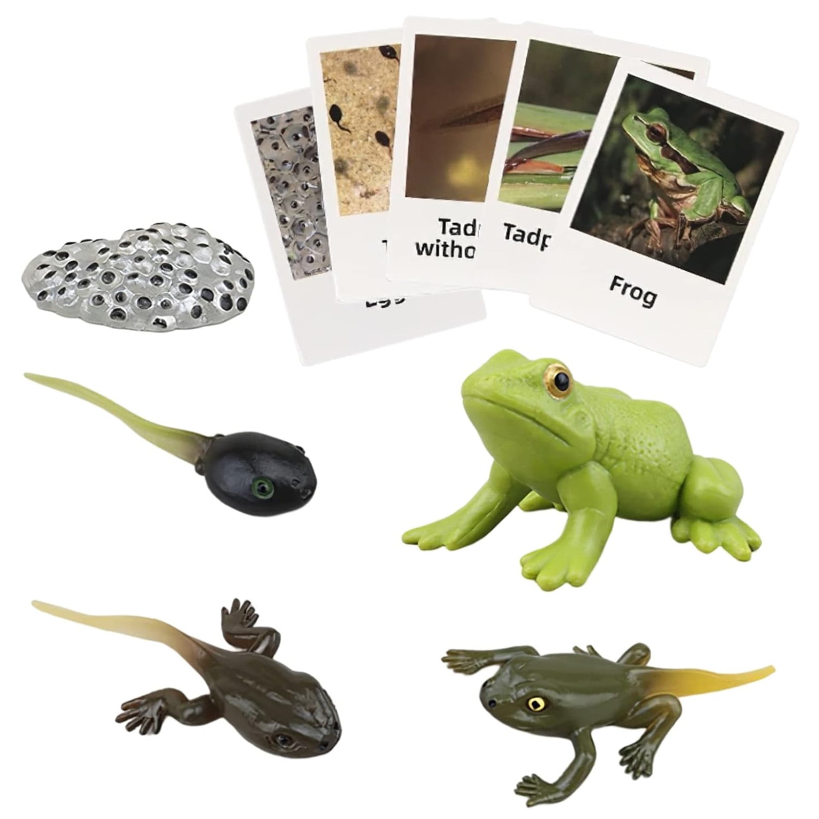 Montessori Frog Life Cycle with Flash Cards, Plastic Insects Tadpole to ...