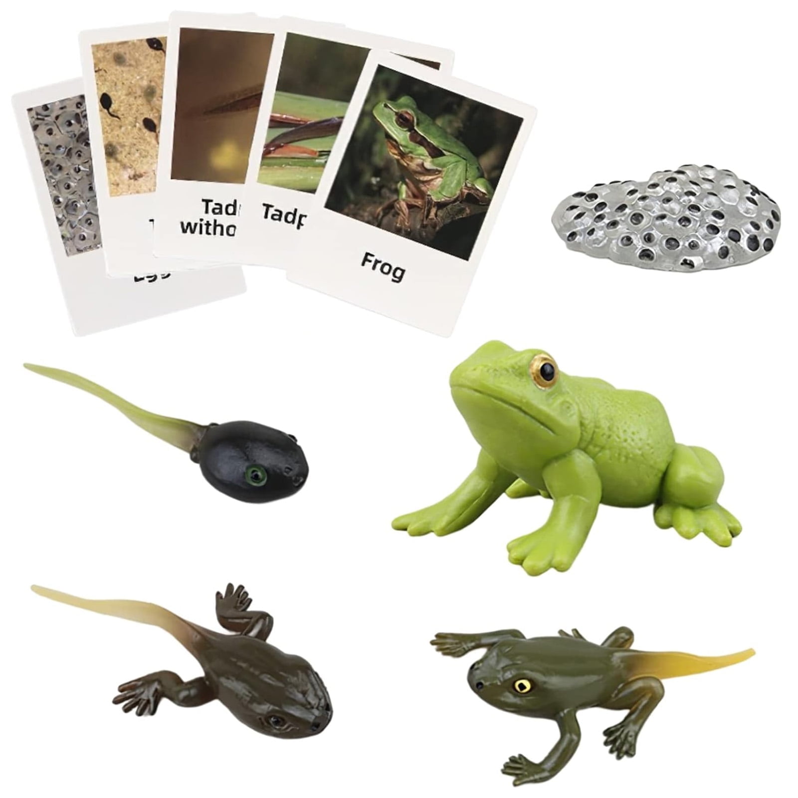 Kanecdo 5pcs Frog Growth Cycle with Flash Cards,Life Cycle Learning ...