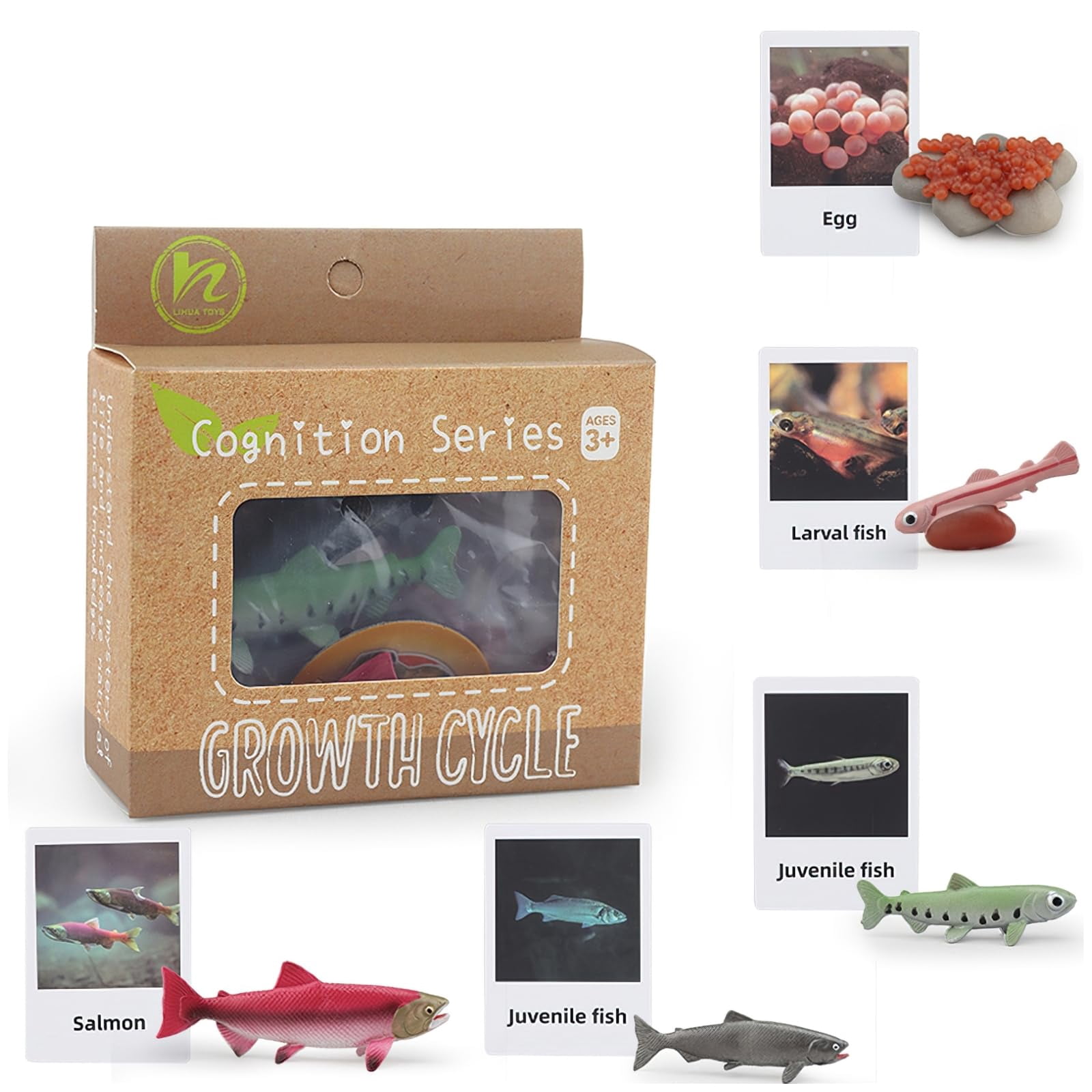 Montessori Life Cycle Animal DHF10 Figurines Learning & Education Toys ...
