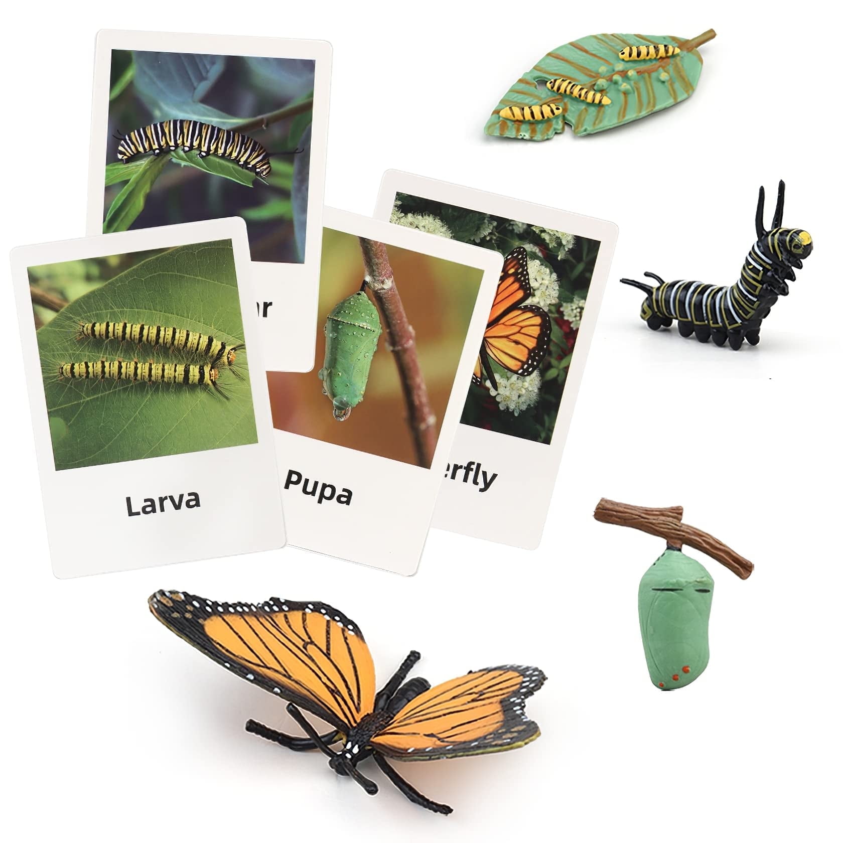 Montessori Life Cycle Animal Figures with Flash Cards, Plastic Insects ...