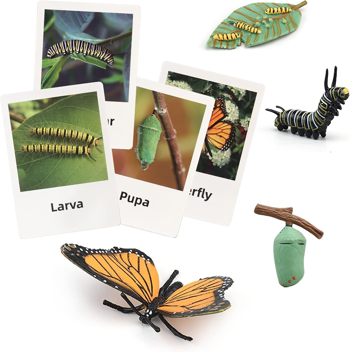 Montessori Life Cycle Animal Figures with Flash Cards, Plastic Insects ...
