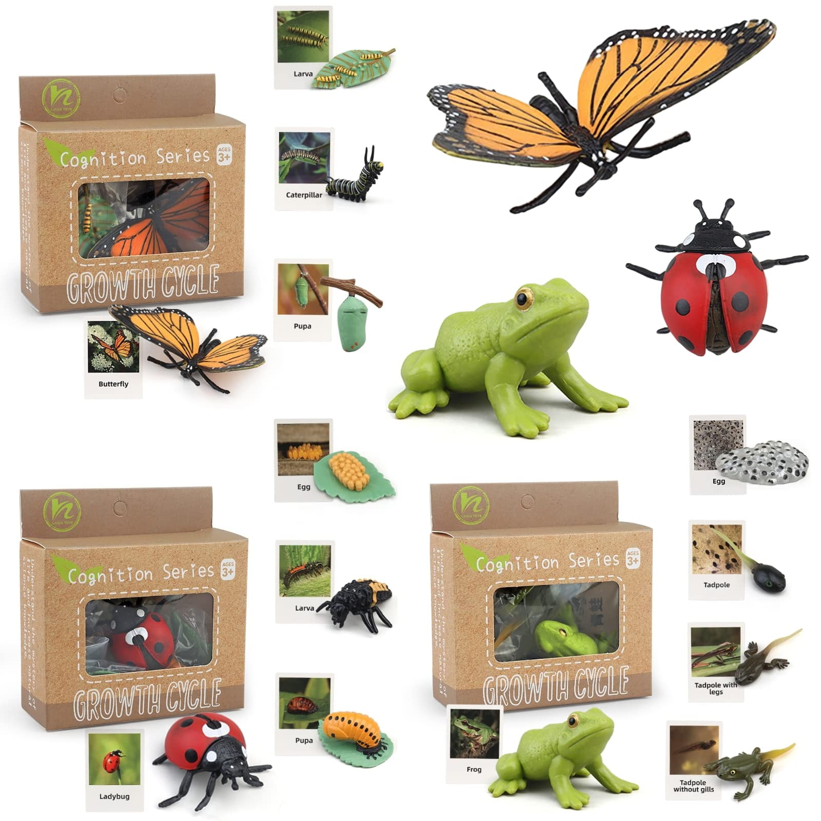 Montessori Life Cycle Learning STF9 & Education Toys, Plastic Insect ...
