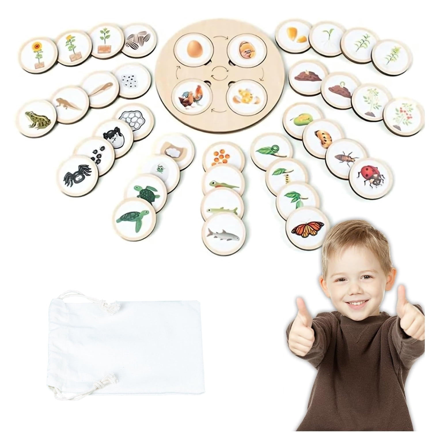 Montessori Life Cycle Toy Tray, Wooden Preschool Learning Activities ...