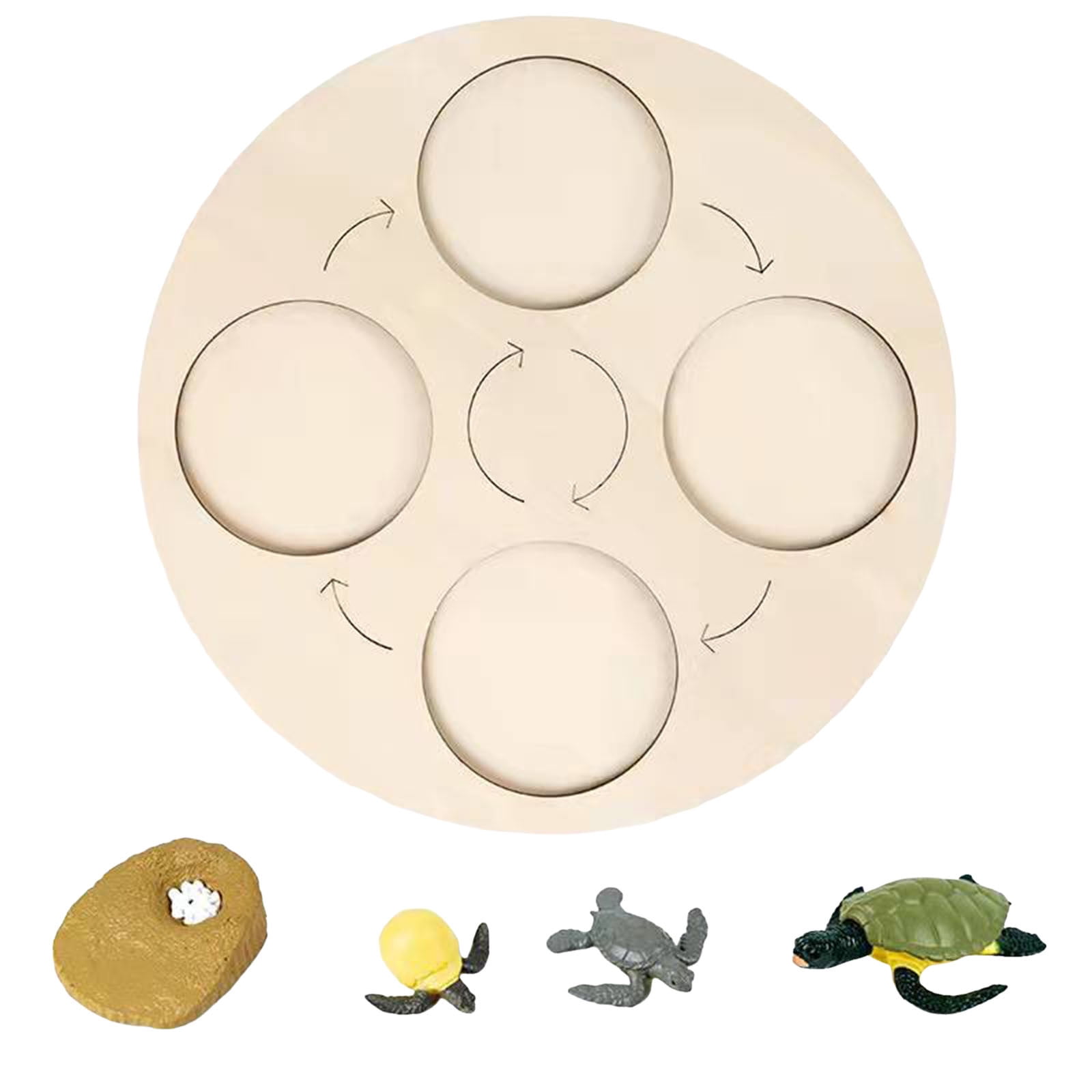 Montessori Life Growth Cycle Board - Educational Wooden Teaching Aid ...